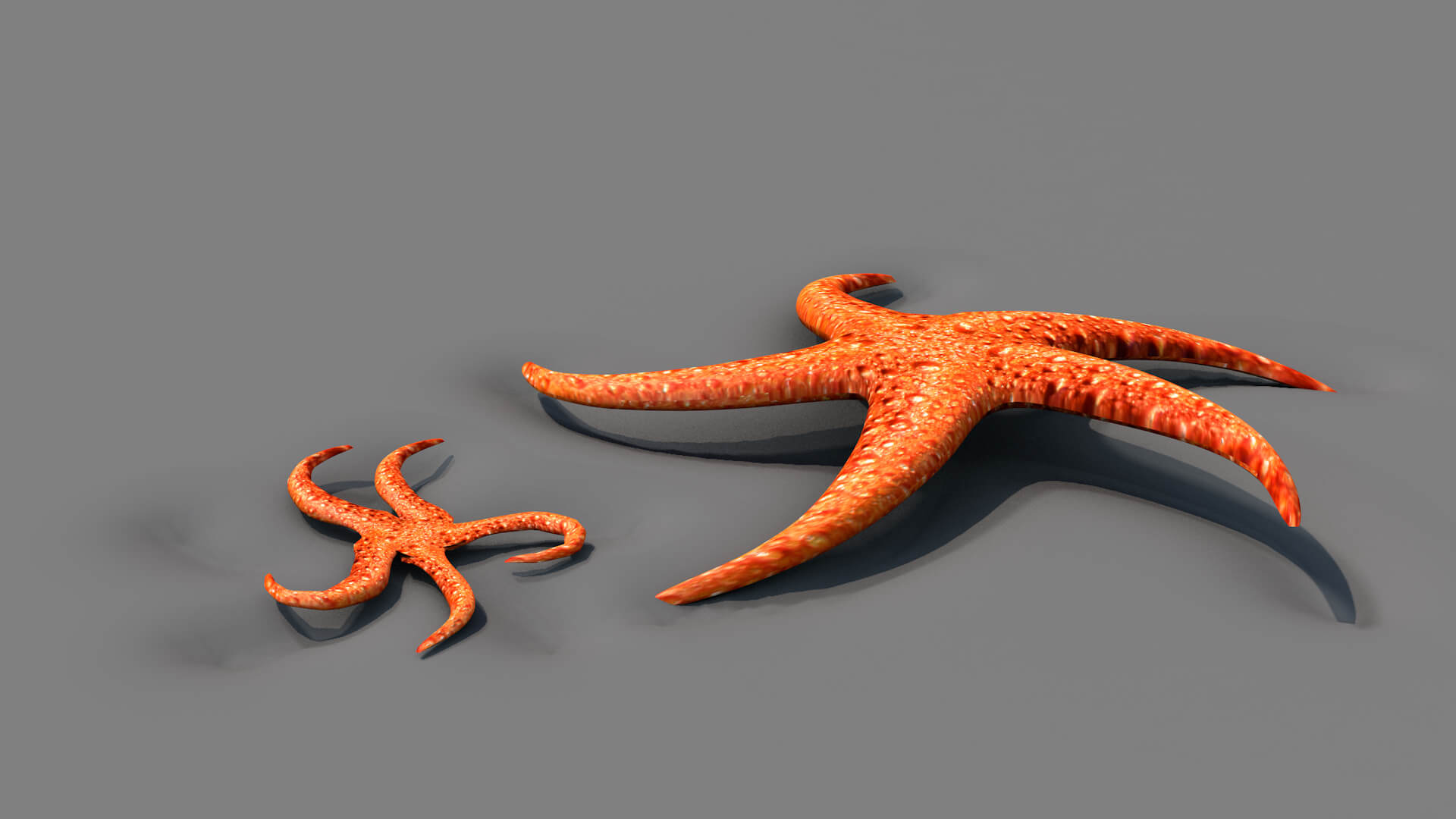 Starfish Two - 3D Model by renatodalle