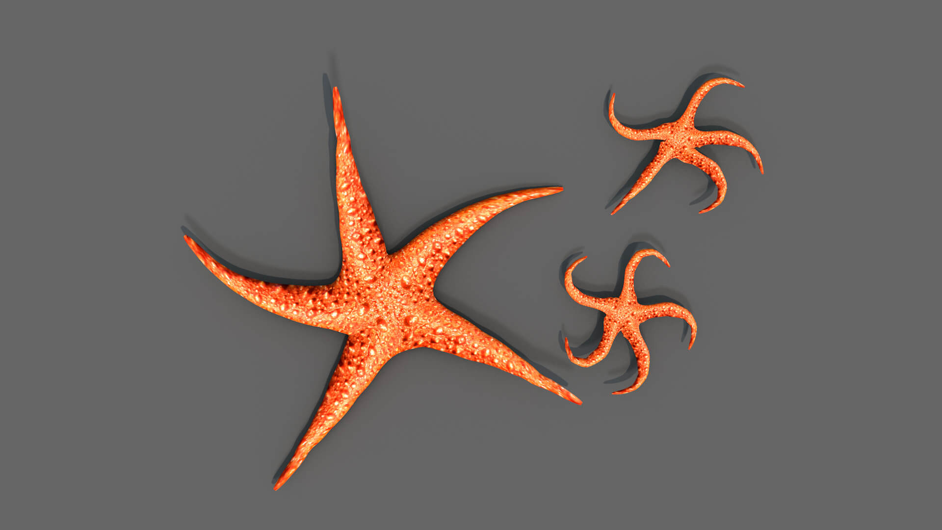 Starfish Two - 3D Model by renatodalle