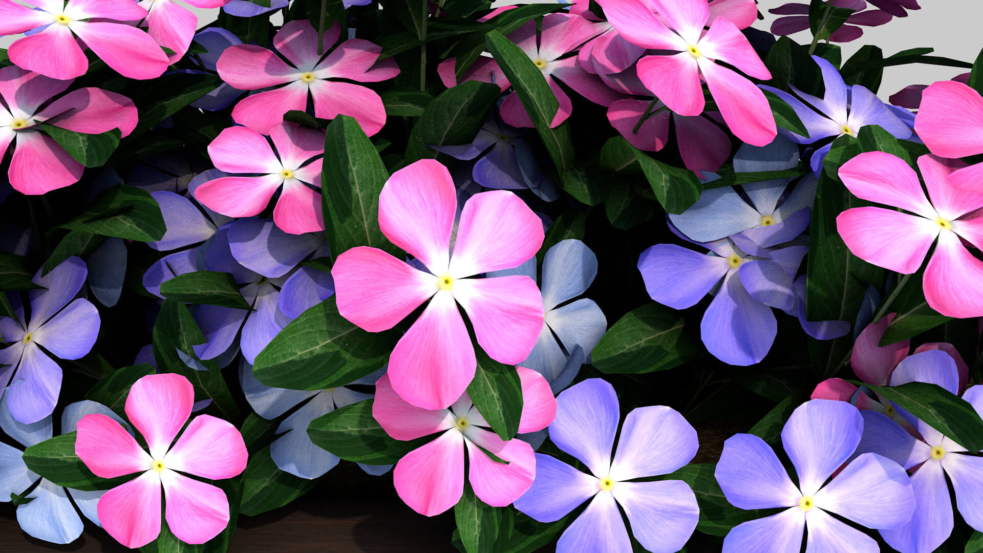 Vase Flowers Vinca De Madagascar - 3D Model by renatodalle
