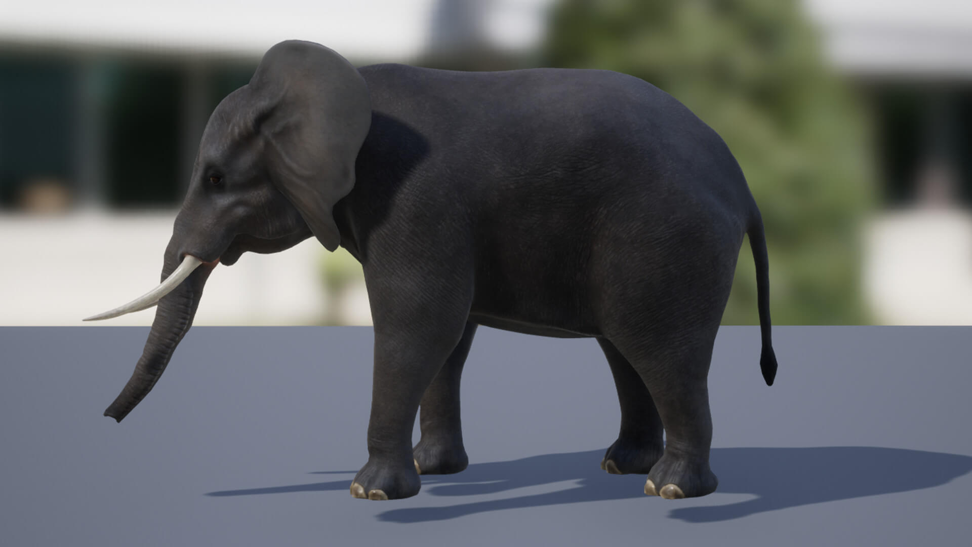 African Elephant - 3D Model by Rifat Bilalov