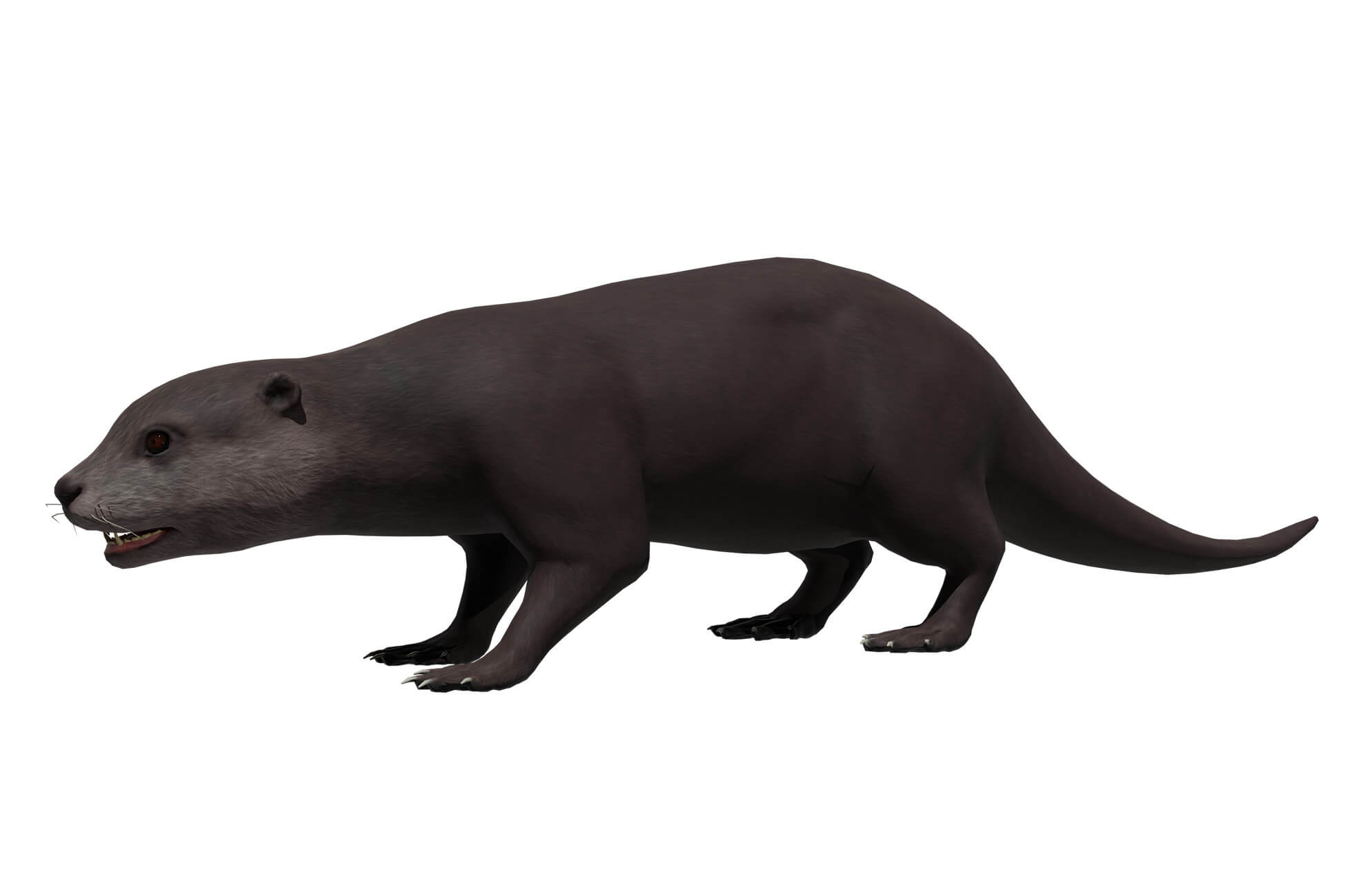 Otter - 3D Model by Rifat Bilalov