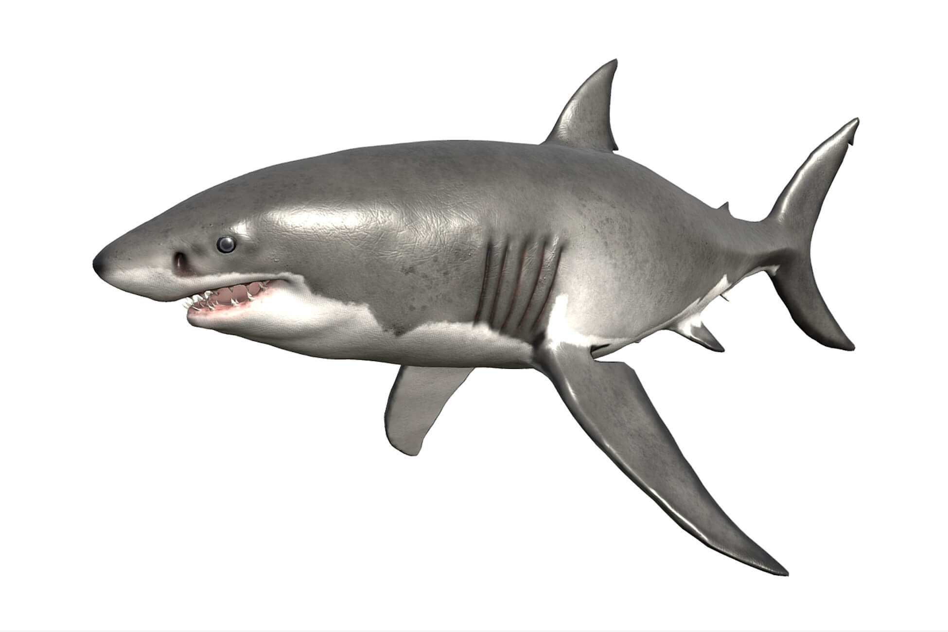 White Shark - 3D Model by Rifat Bilalov