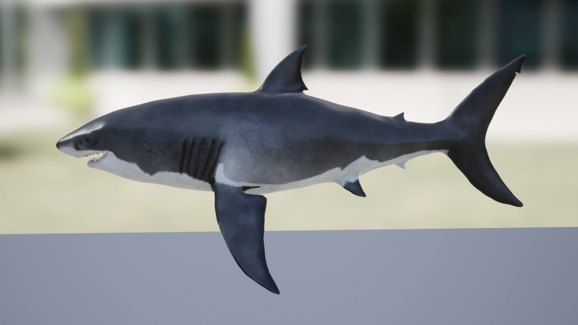 White Shark - 3D Model by Rifat Bilalov