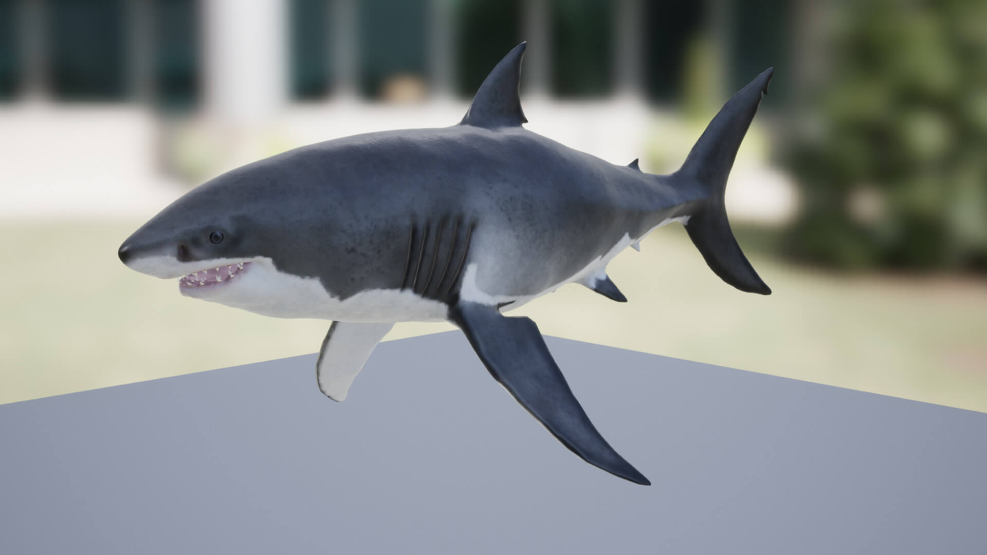 White Shark - 3D Model by Rifat Bilalov