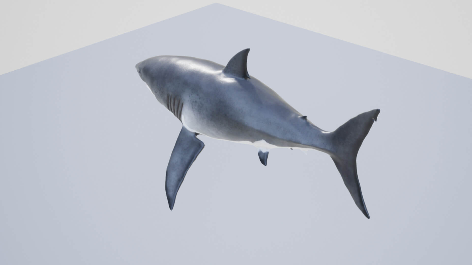 White Shark - 3D Model by Rifat Bilalov