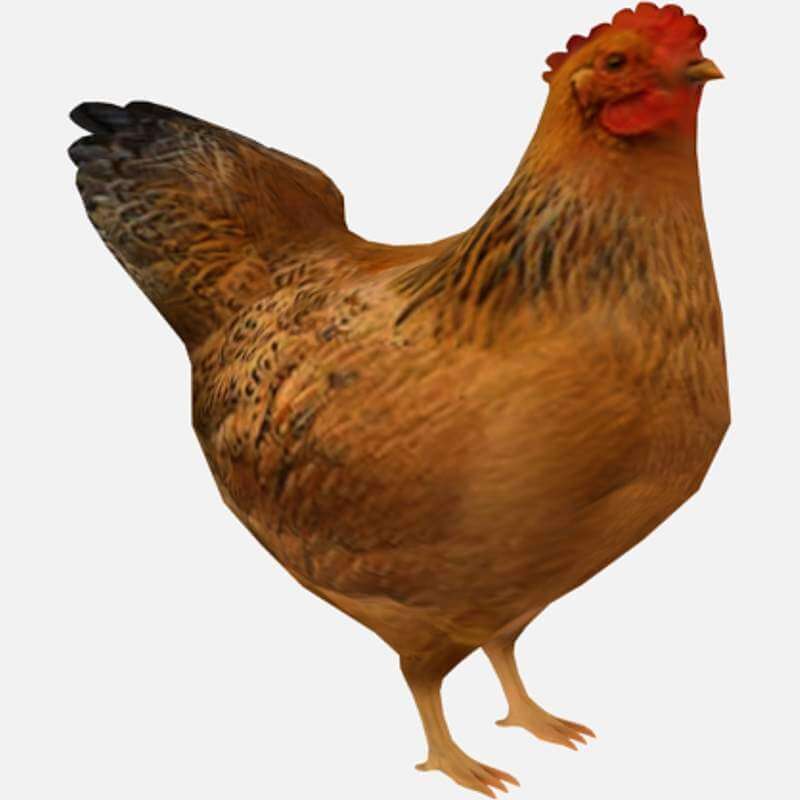 Hen - 3D Model by risanputtra