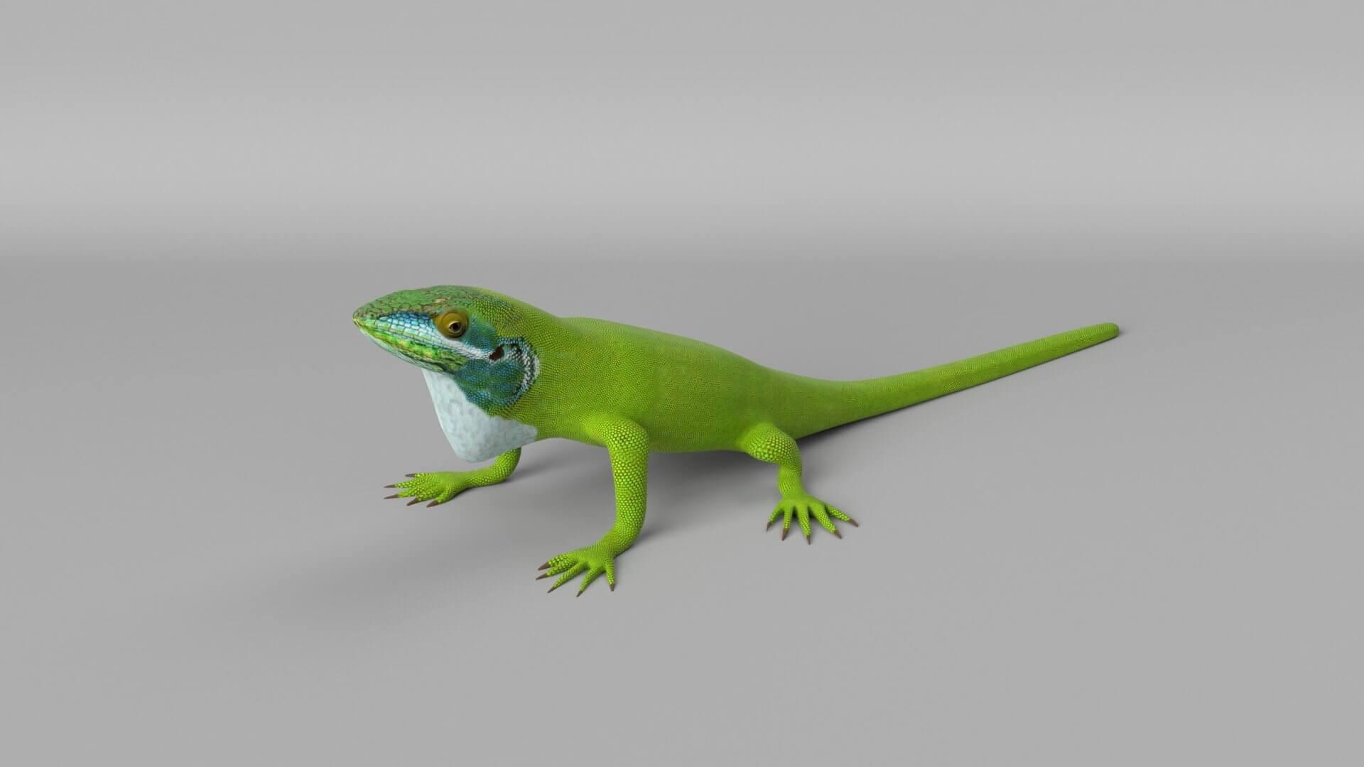 Anole Lizard - 3D Model by rmilushev