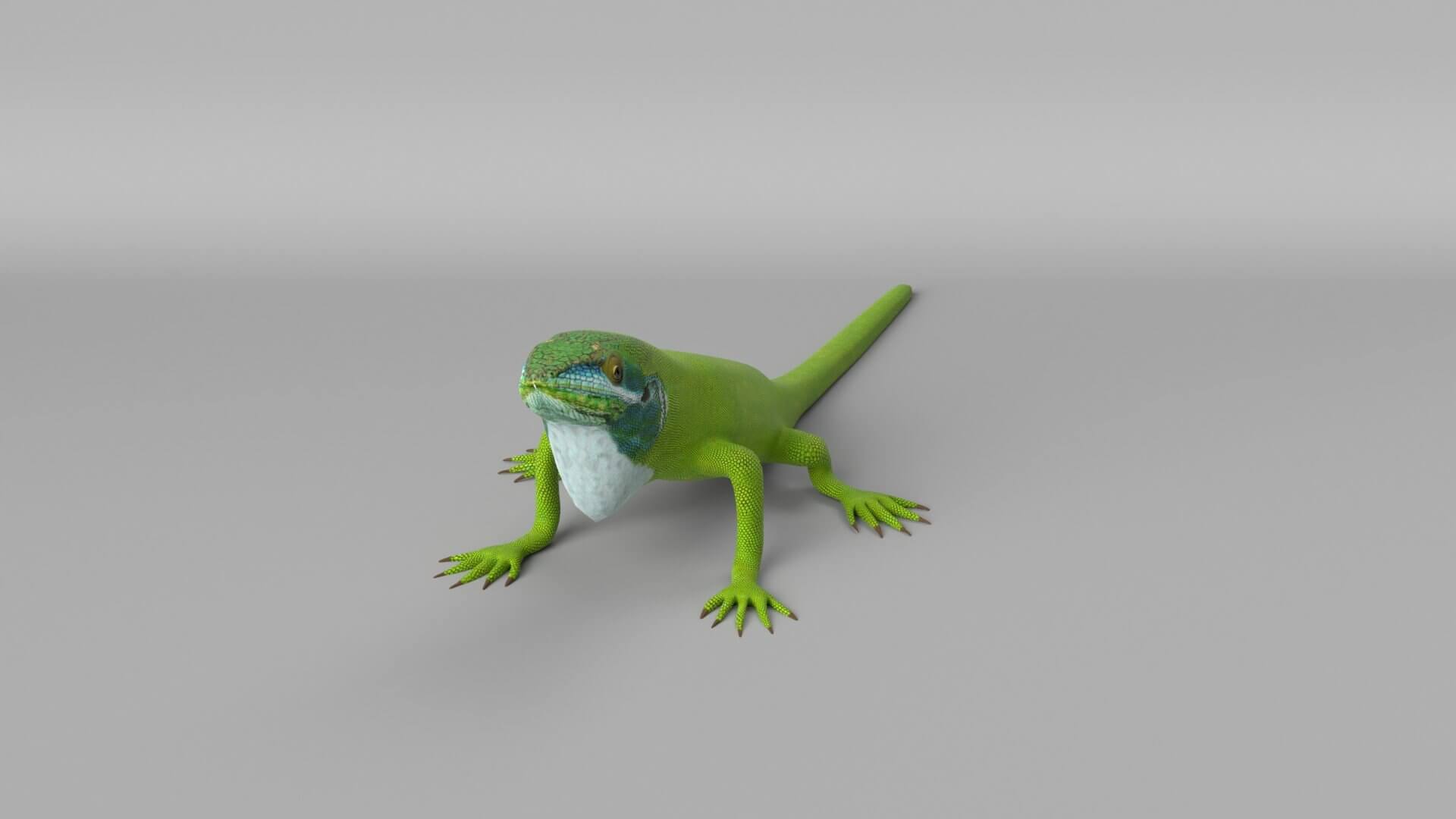 Anole Lizard - 3D Model by rmilushev