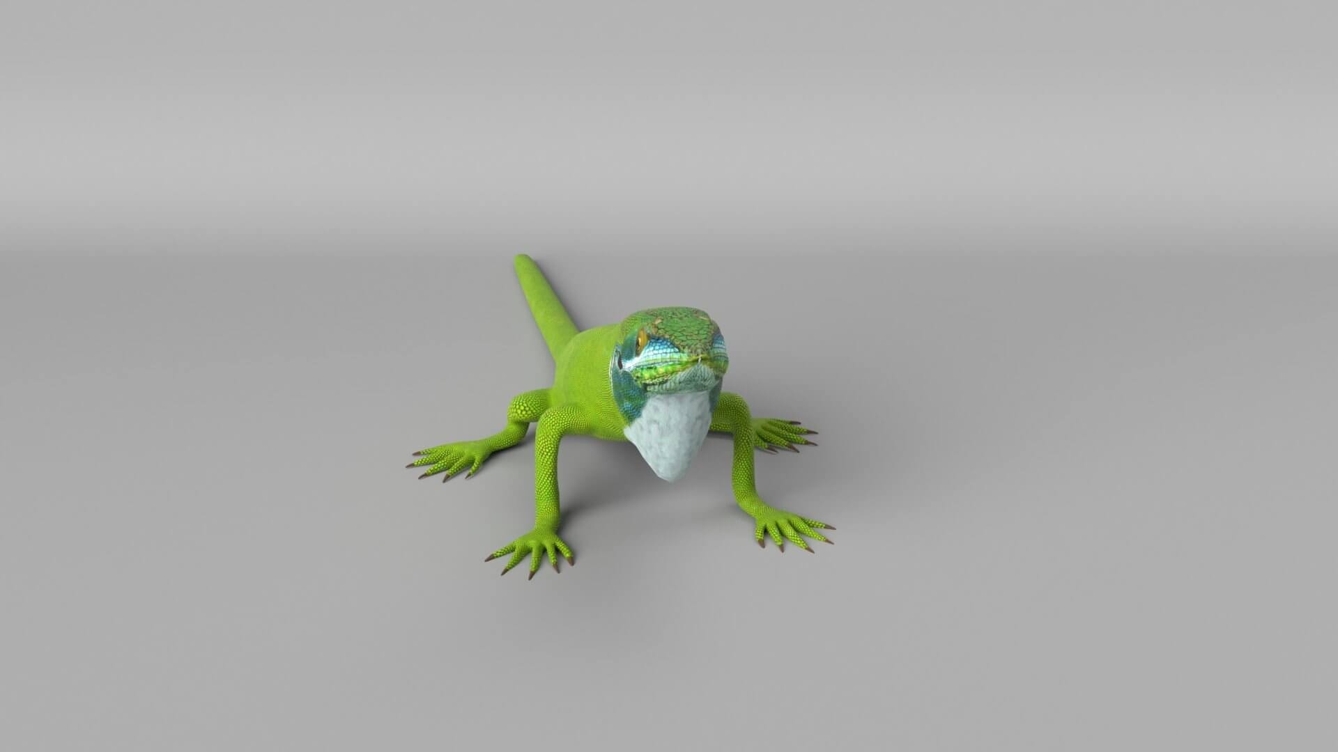 Anole Lizard - 3D Model by rmilushev