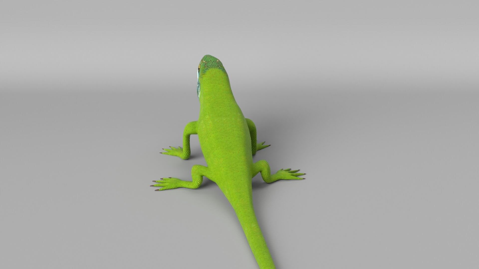 Anole Lizard - 3D Model by rmilushev