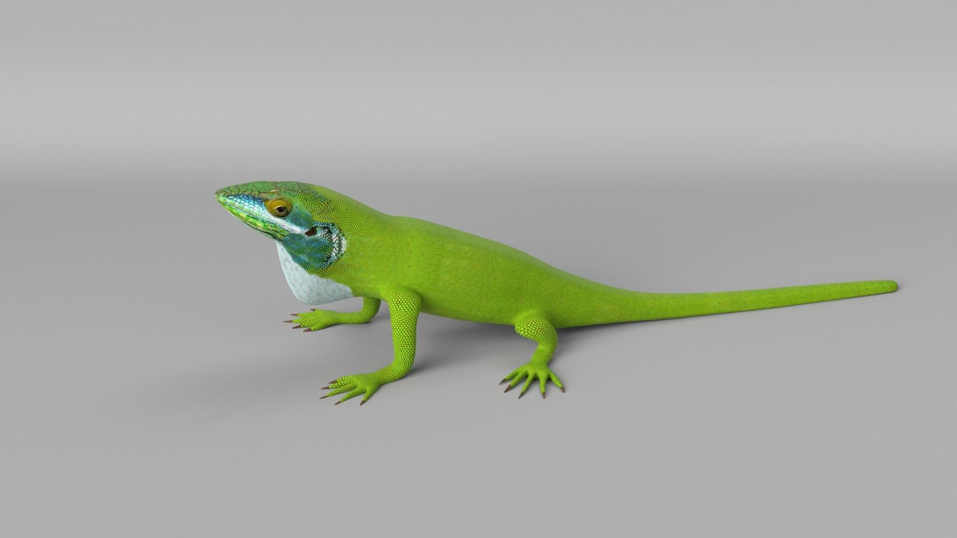 Anole Lizard - 3D Model by rmilushev