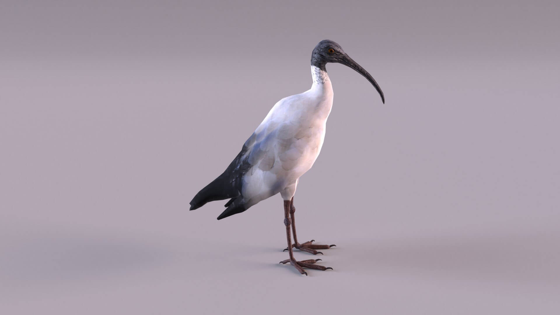 Australian Ibis - 3D Model by rmilushev