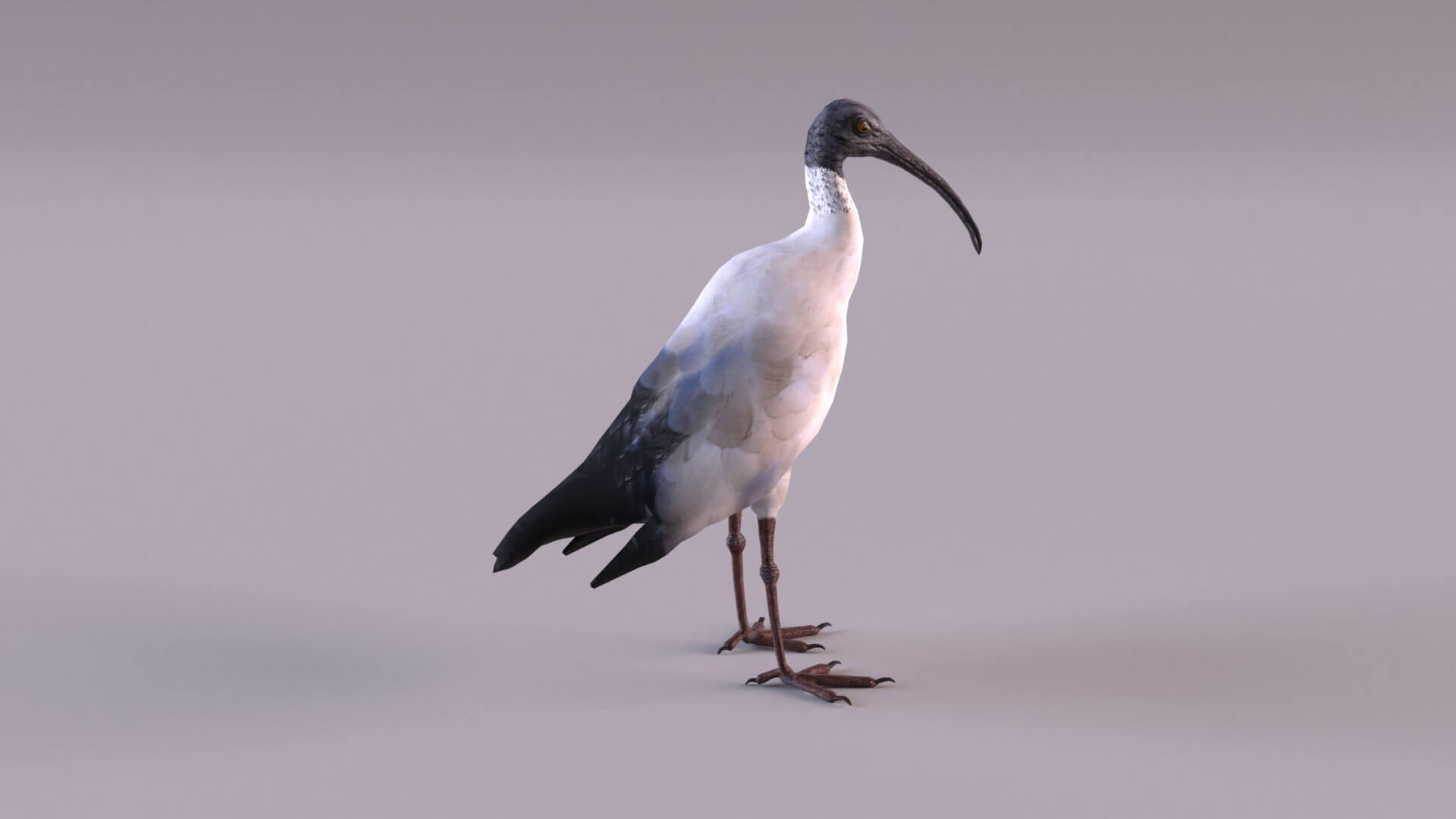 Australian Ibis - 3D Model by rmilushev