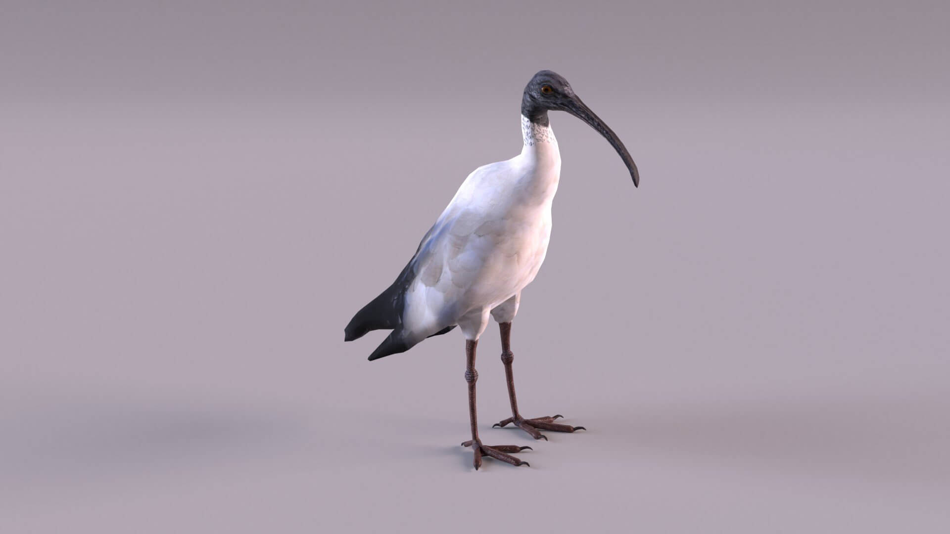 Australian Ibis - 3D Model by rmilushev