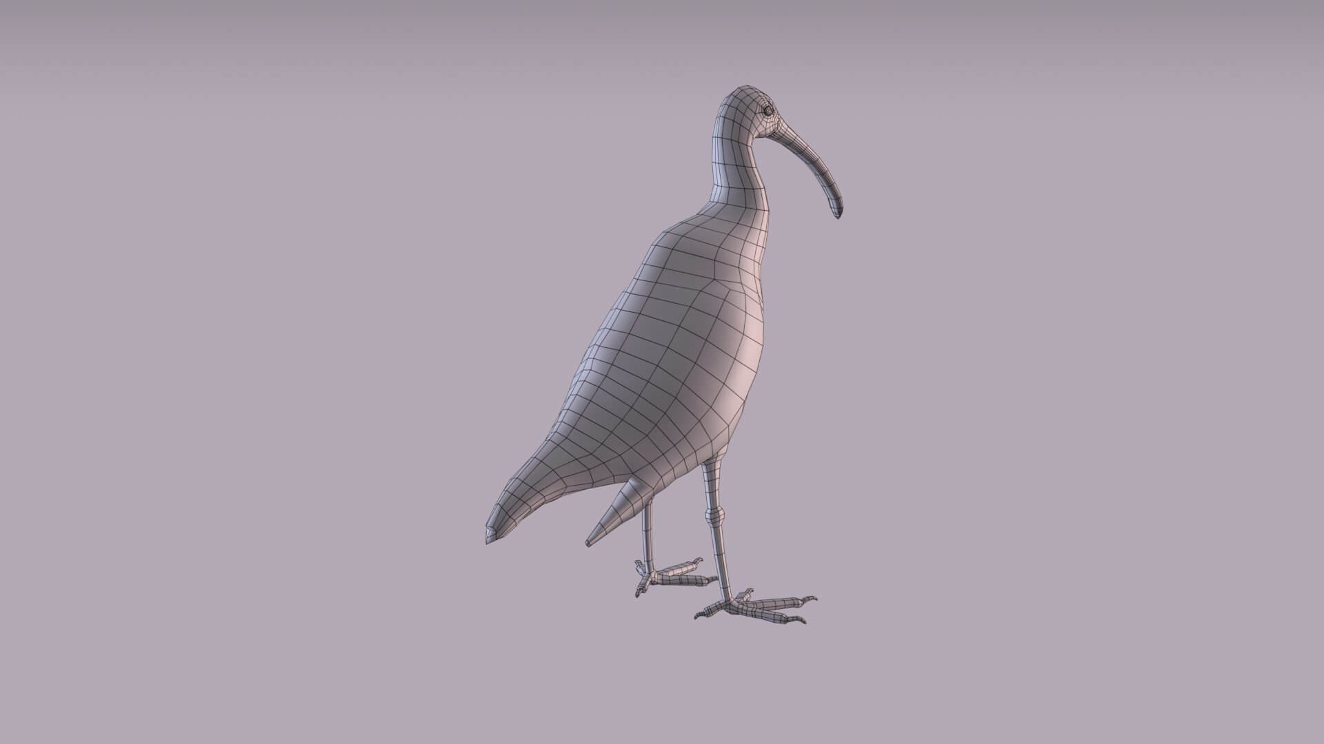 Australian Ibis - 3D Model by rmilushev