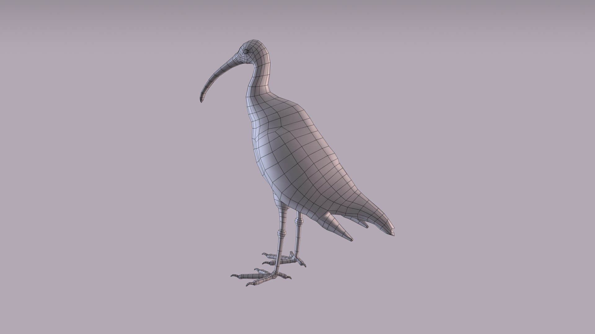 Australian Ibis - 3D Model by rmilushev