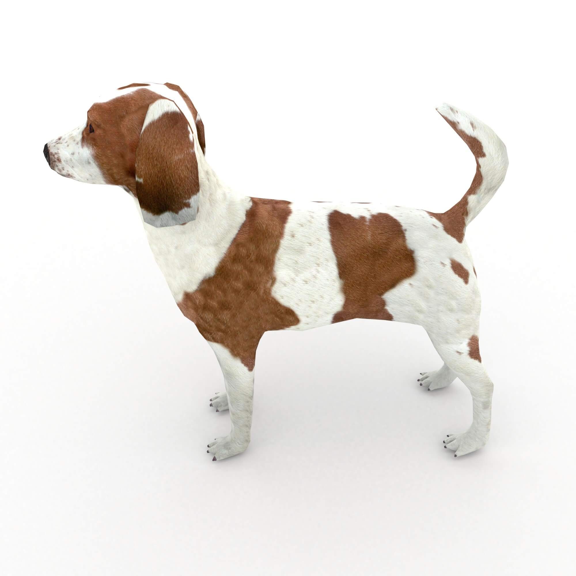 Beagle Dog - 3D Model by rmilushev