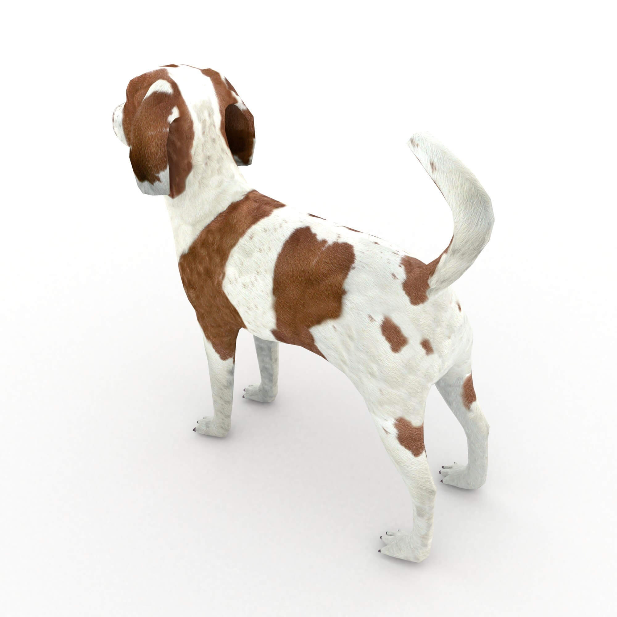 Beagle Dog - 3D Model by rmilushev