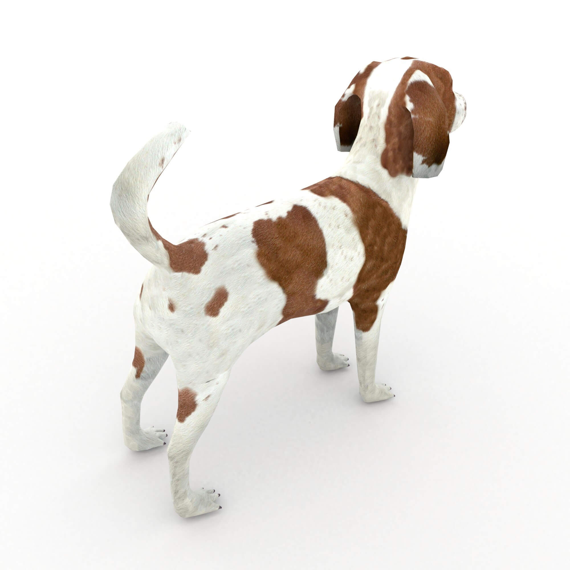 Beagle Dog - 3D Model by rmilushev