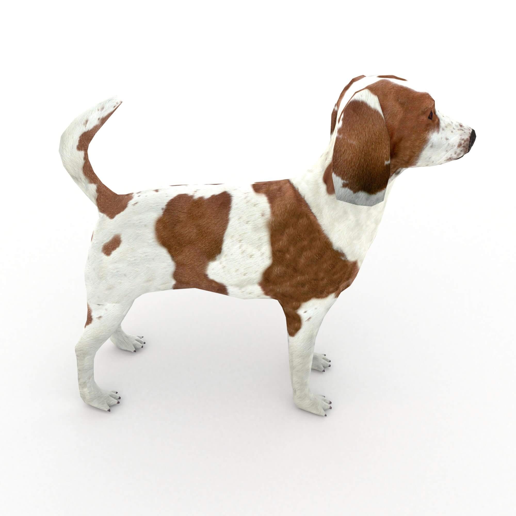 Beagle Dog - 3D Model by rmilushev