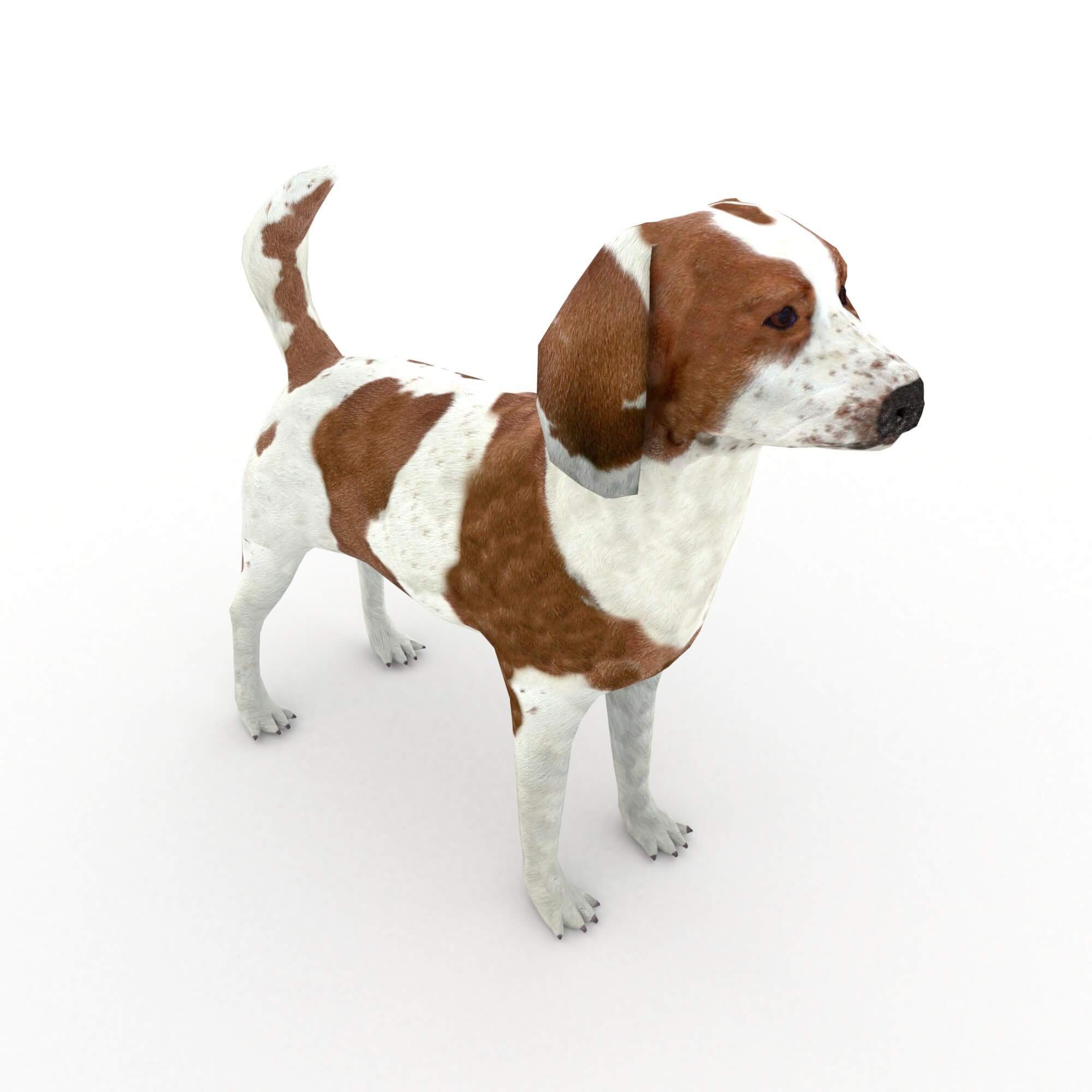 Beagle Dog - 3D Model by rmilushev