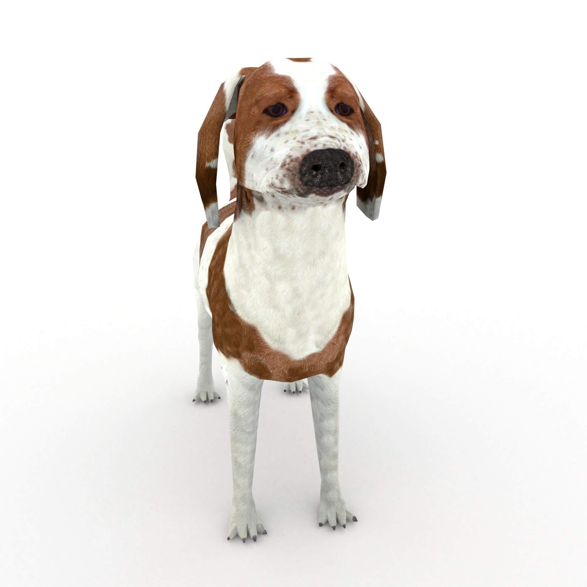 Beagle Dog - 3D Model by rmilushev