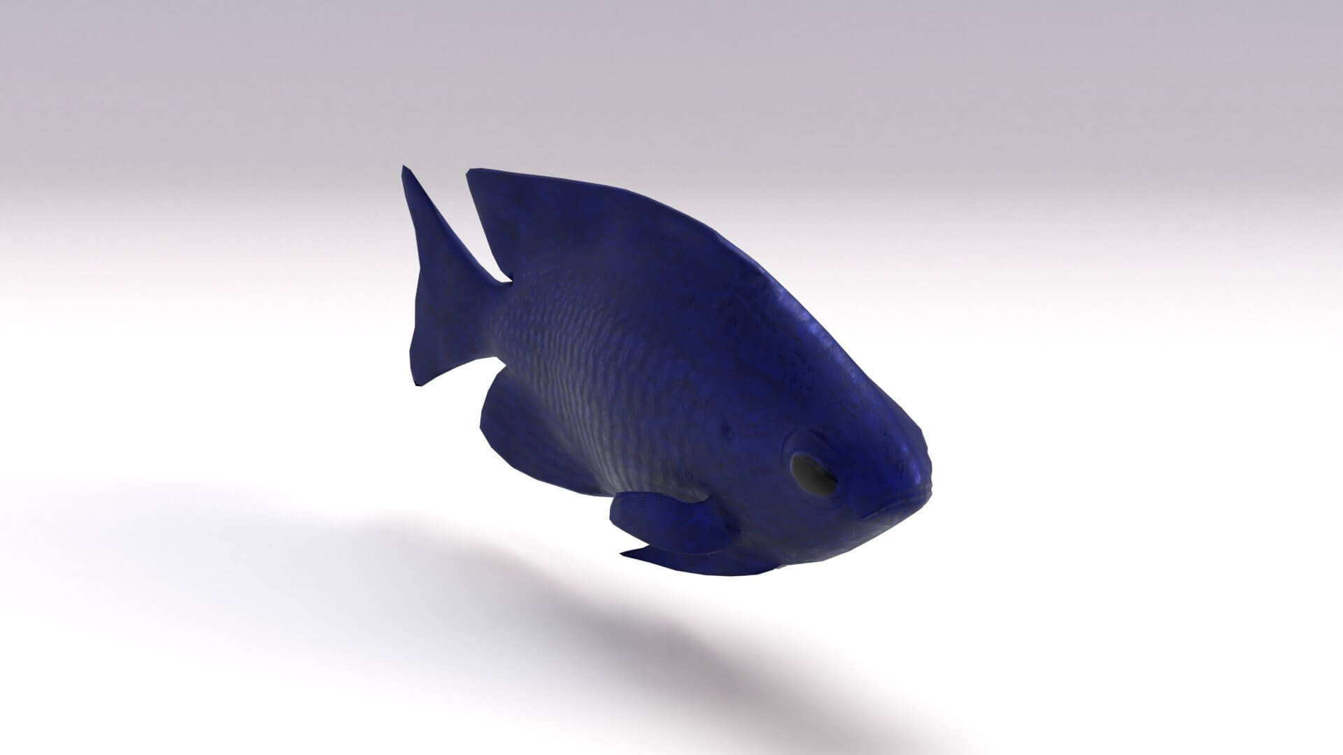 Blue Damsel Fish - 3D Model by rmilushev