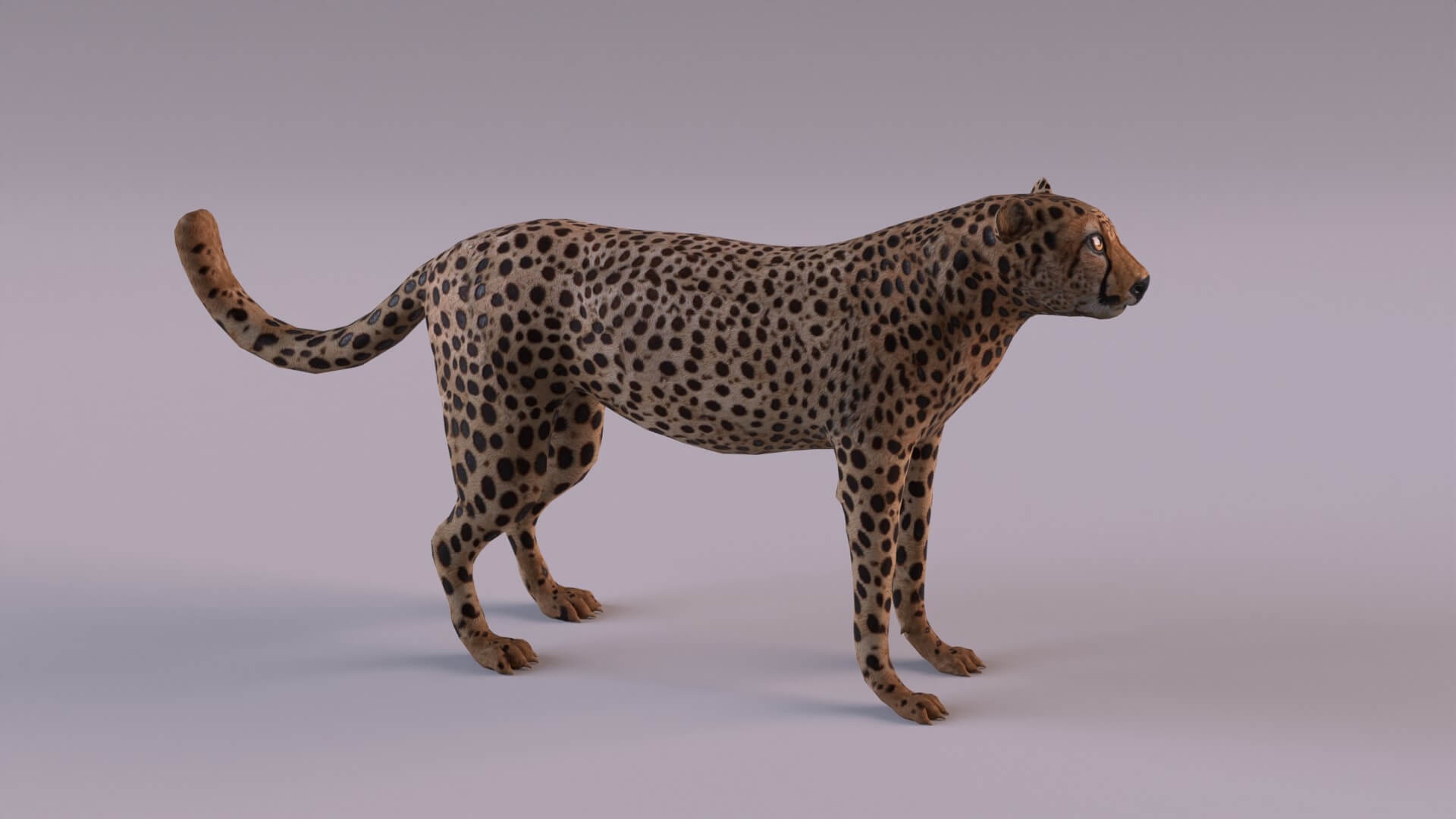 Cheetah Animal - 3D Model by rmilushev