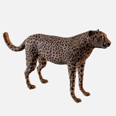 3D Models of Animals - Download at RenderHub