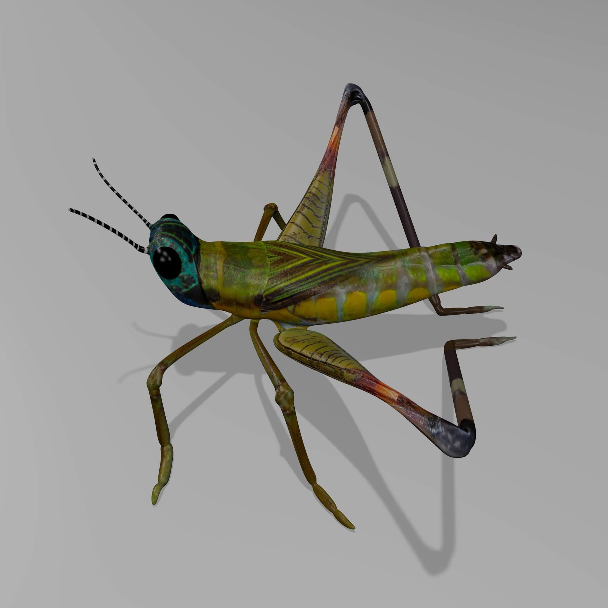 Cricket - 3D Model by rmilushev