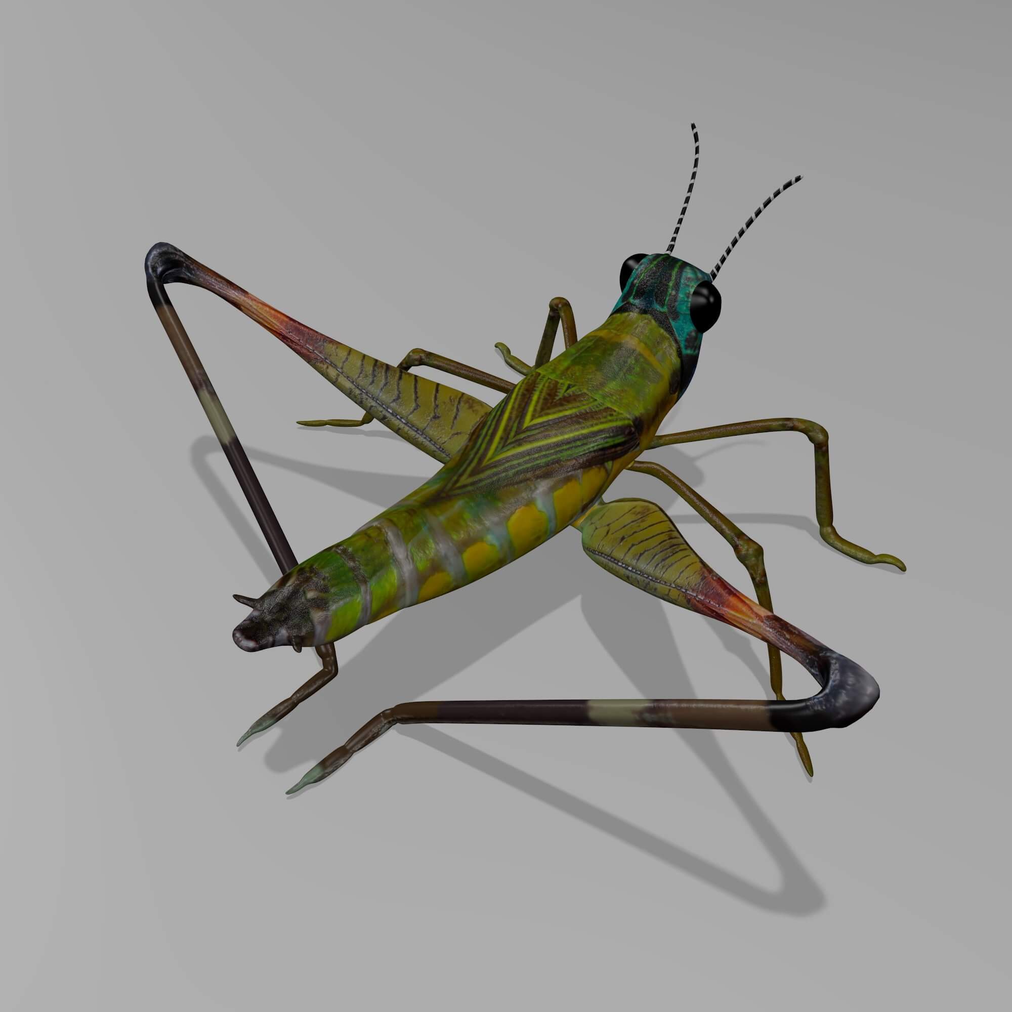 Cricket - 3D Model by rmilushev