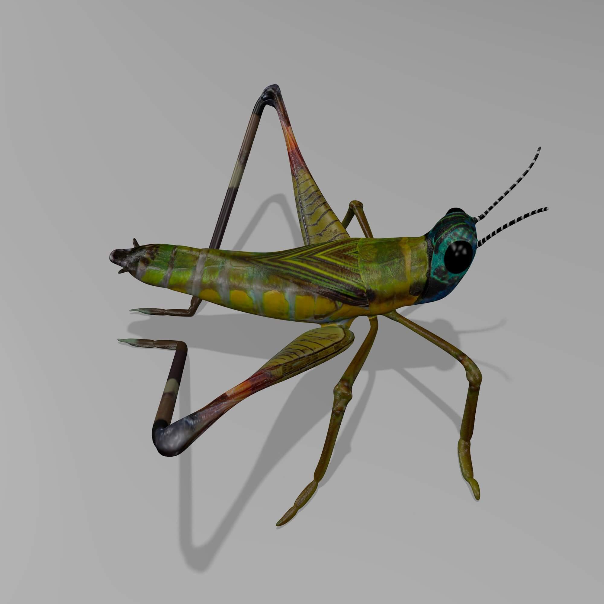 Cricket - 3D Model by rmilushev