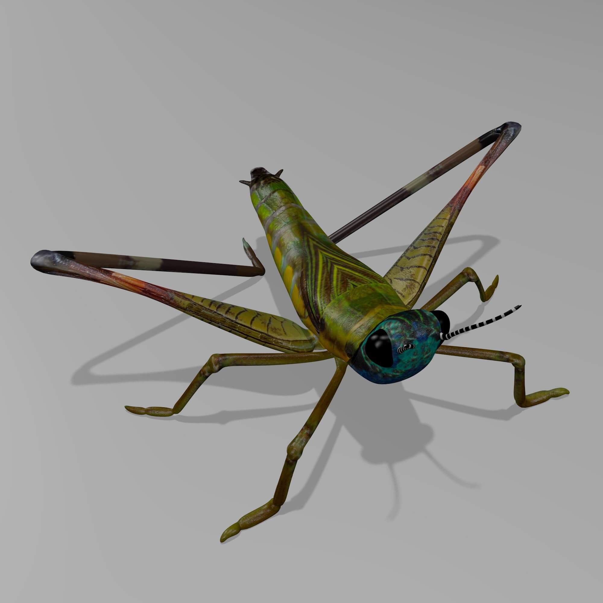 Cricket - 3D Model by rmilushev