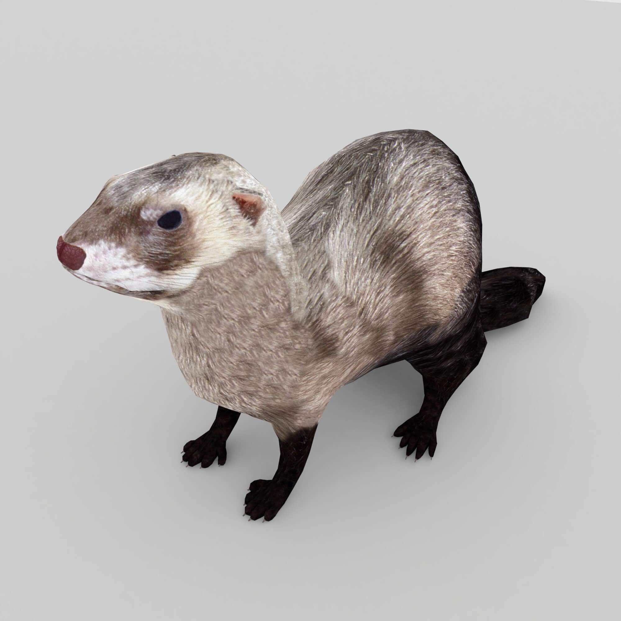 Ferret - 3D Model by rmilushev