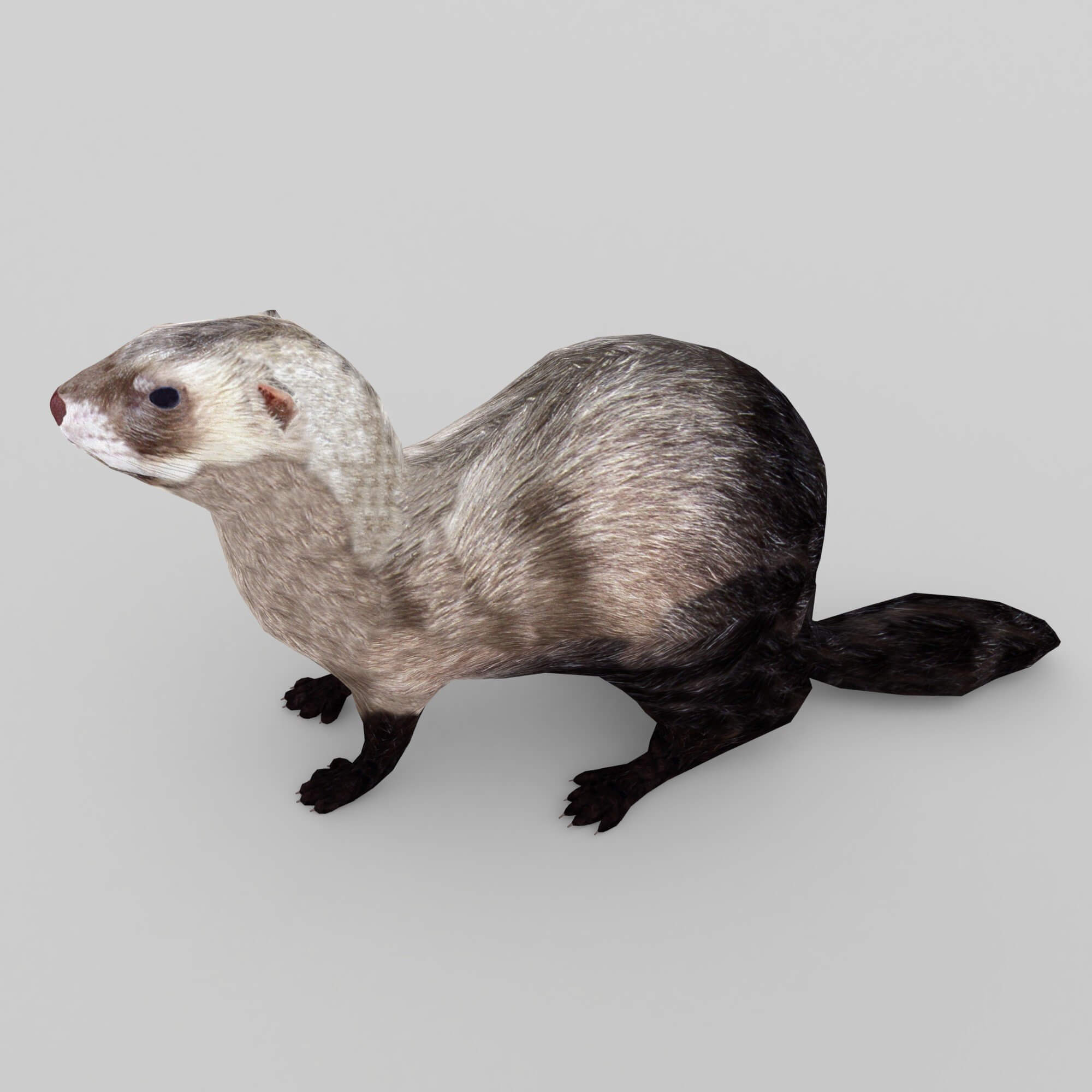 Ferret - 3D Model by rmilushev