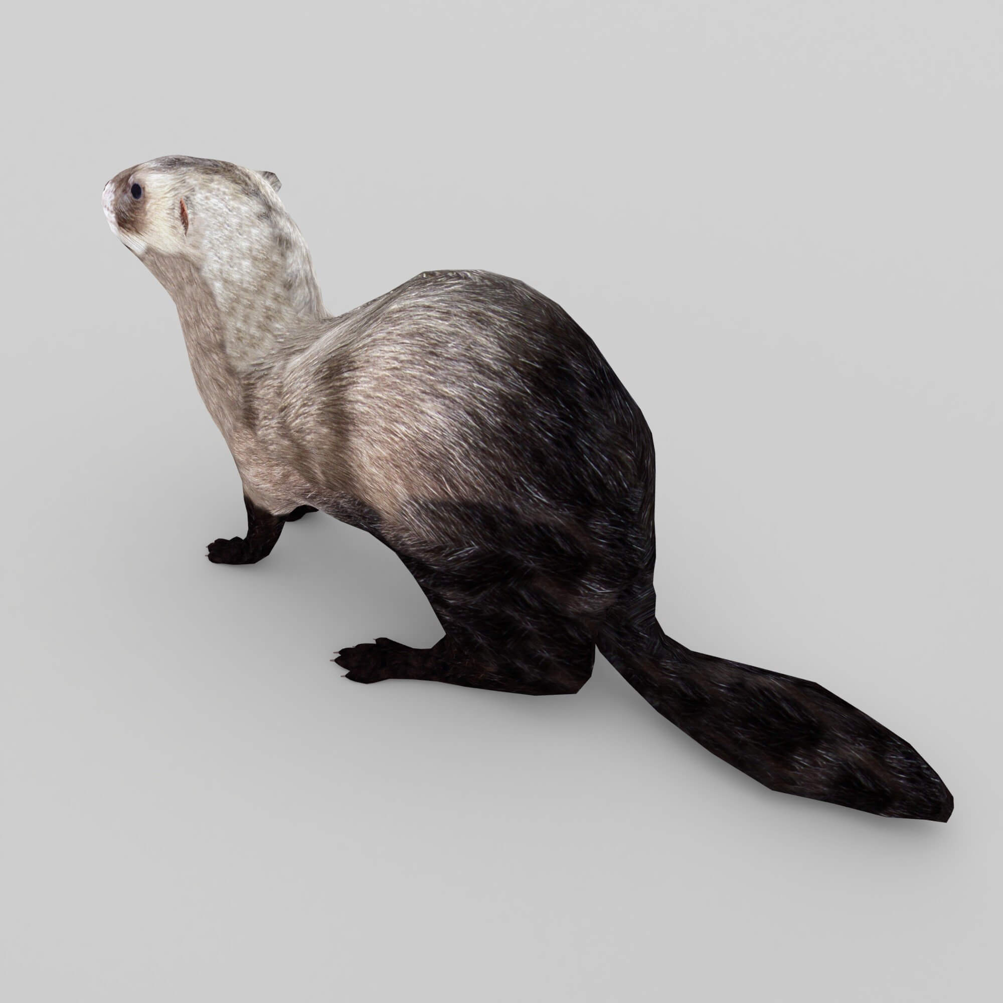 Ferret - 3D Model by rmilushev