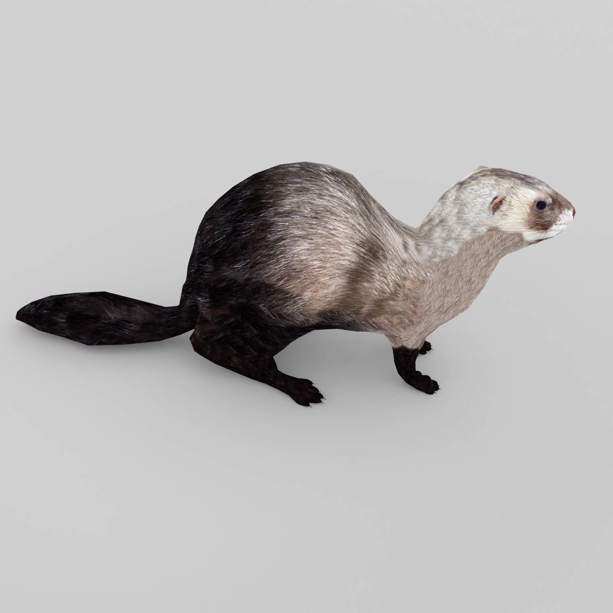 Ferret - 3D Model by rmilushev