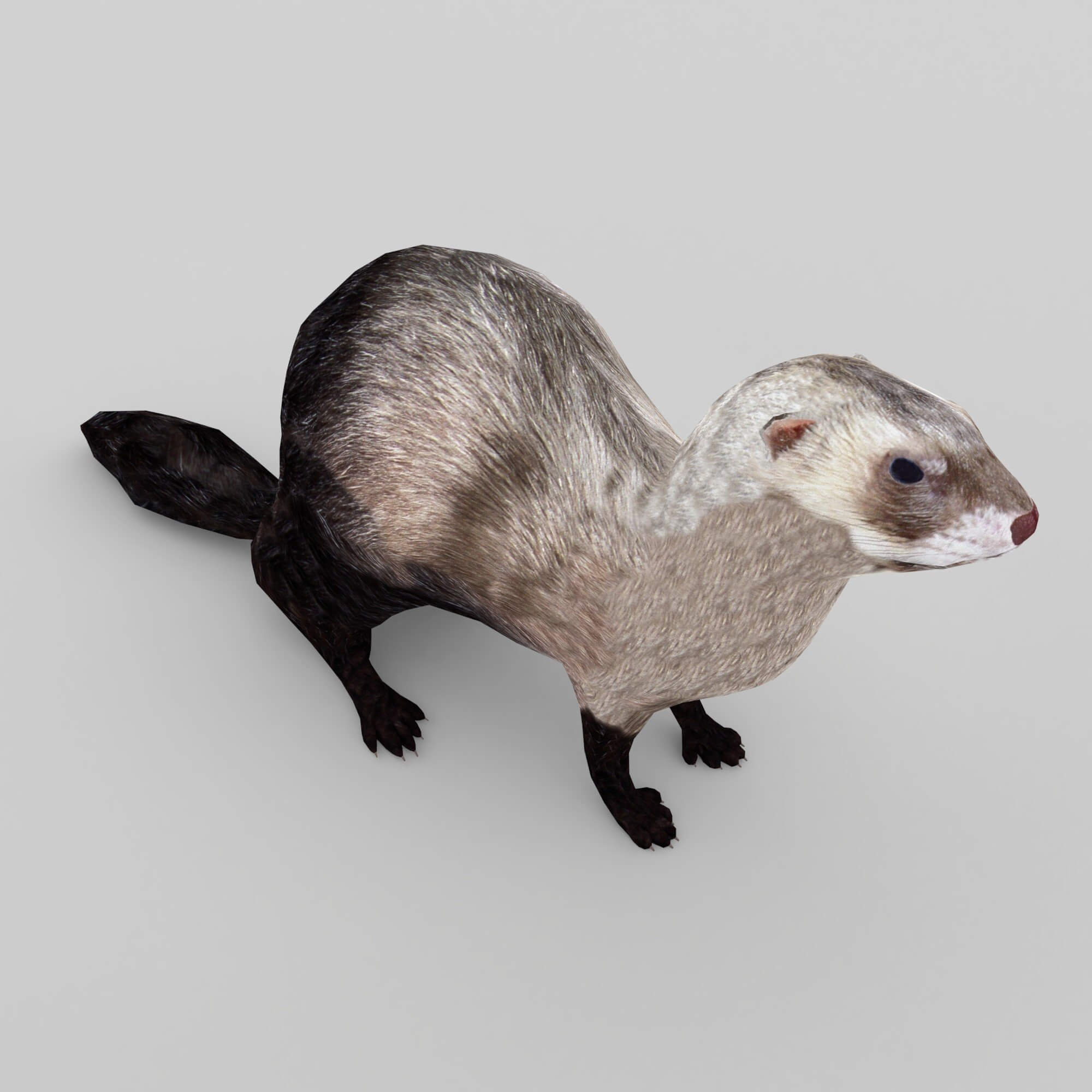 Ferret - 3D Model by rmilushev