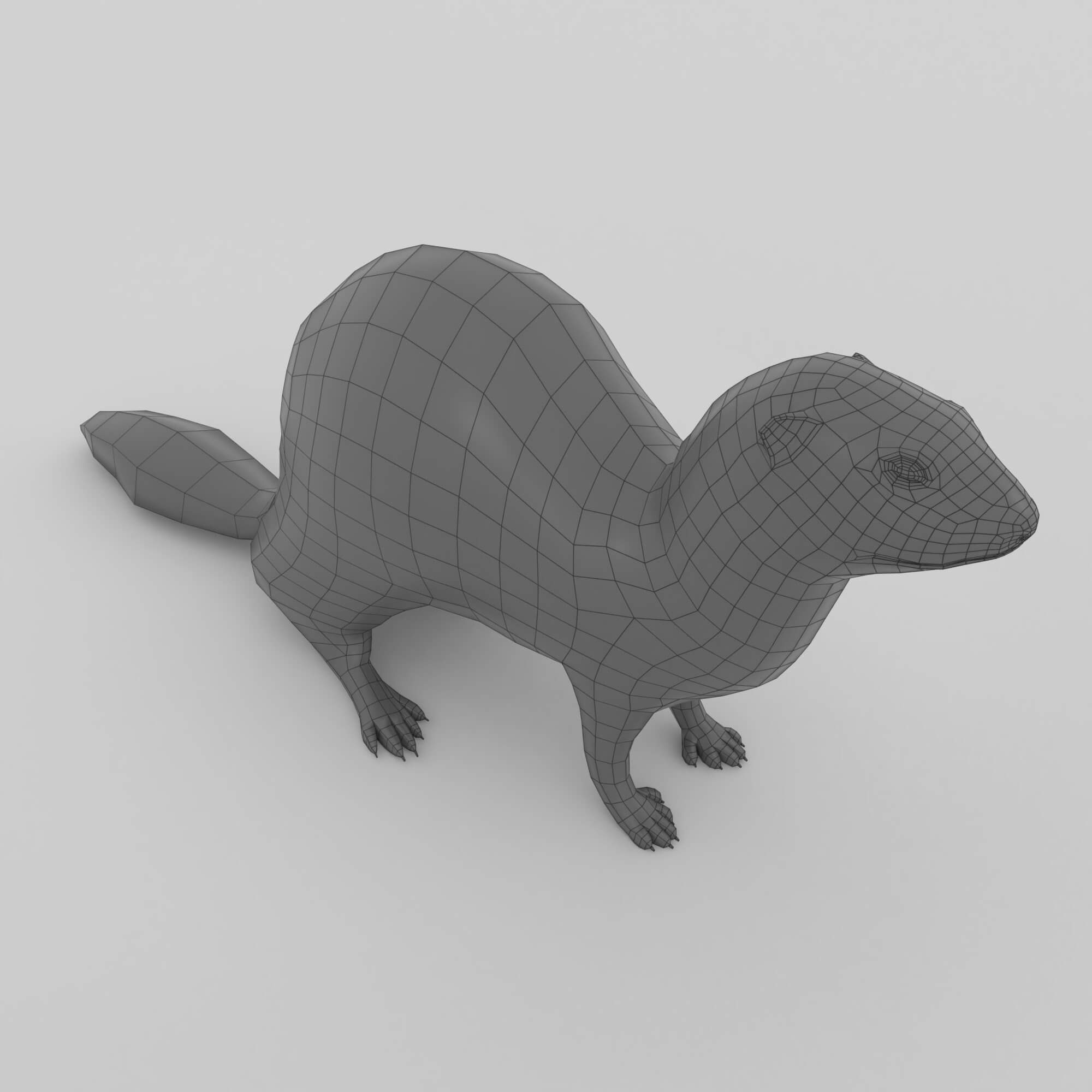 Ferret - 3D Model by rmilushev