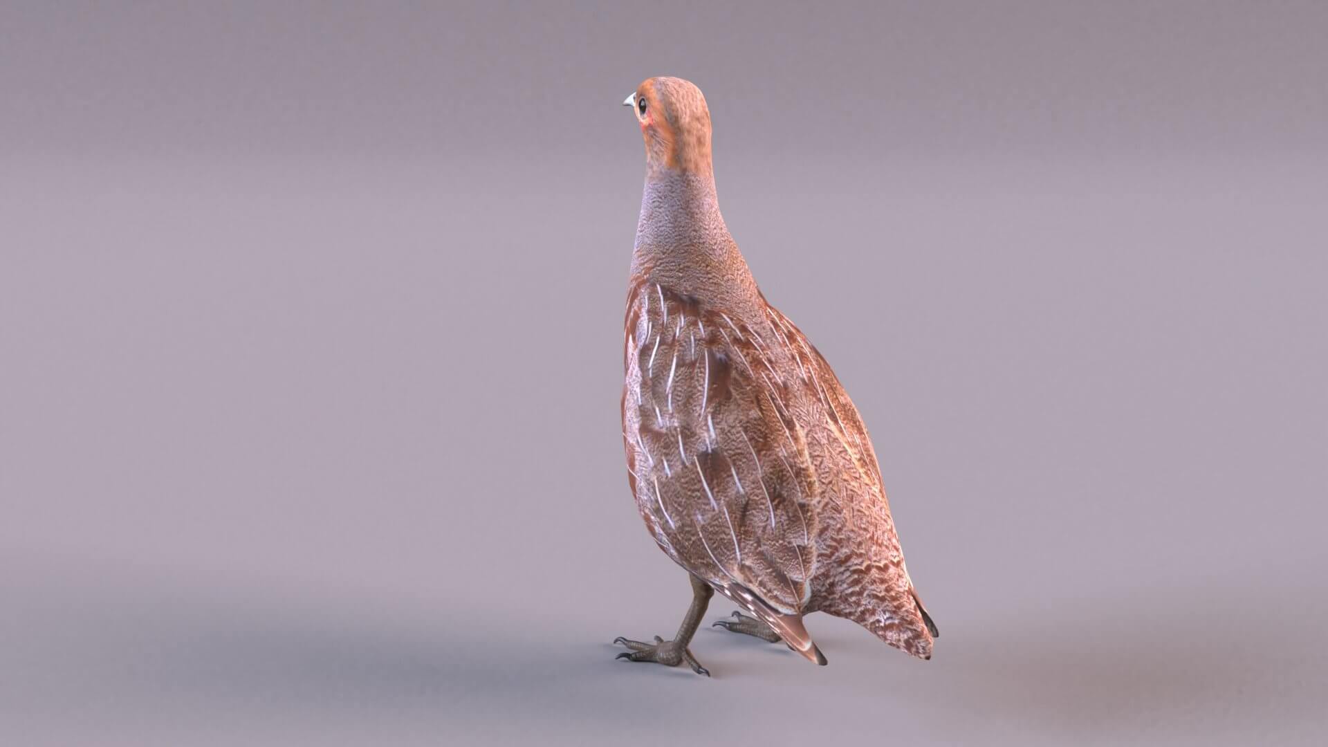 Grey Partridge - 3D Model by rmilushev