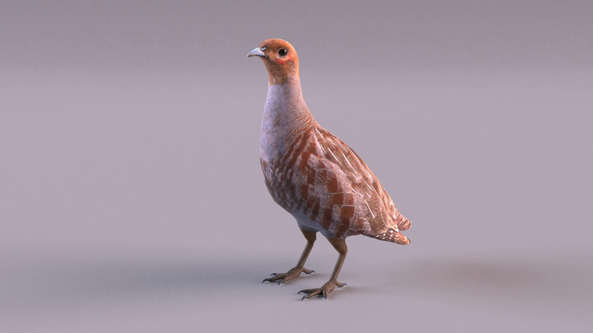 Grey Partridge - 3D Model by rmilushev