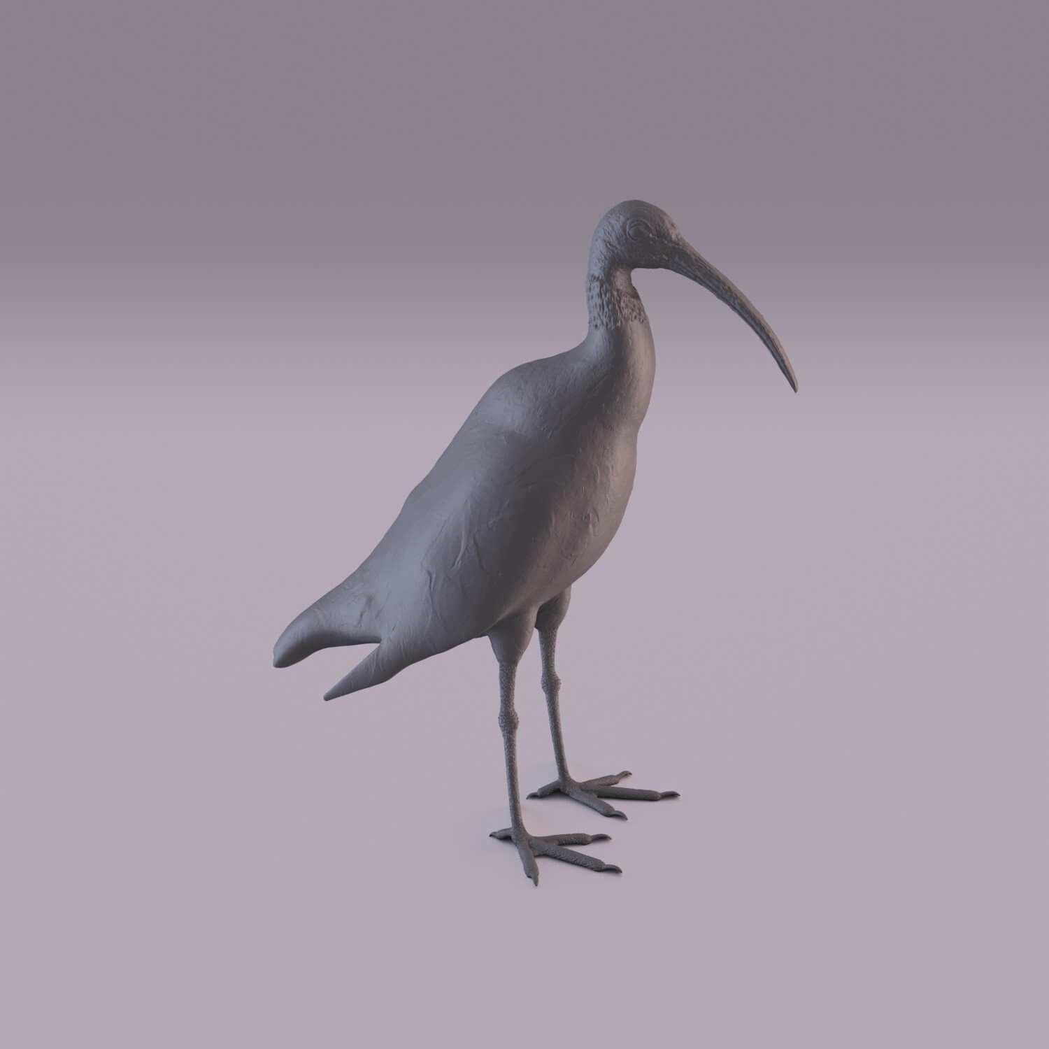 Ibis - 3D Model by rmilushev