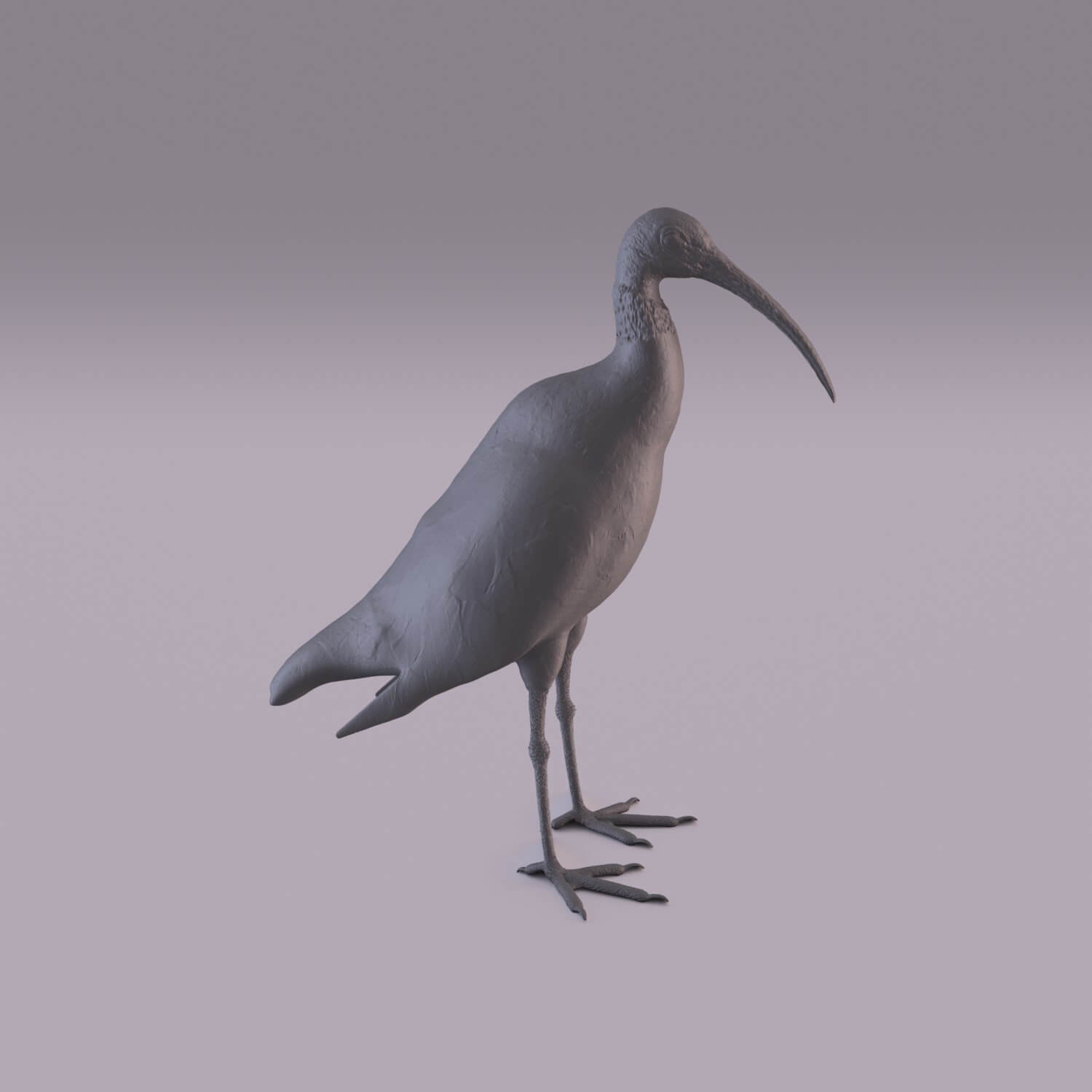 Ibis - 3D Model by rmilushev