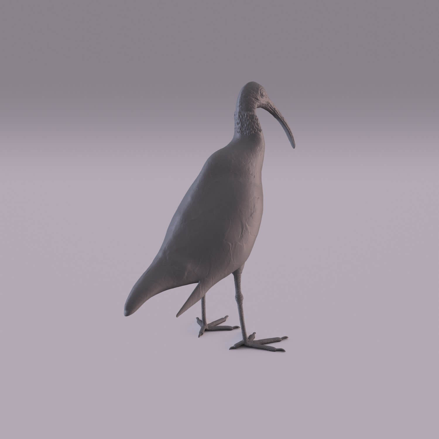 Ibis - 3D Model by rmilushev