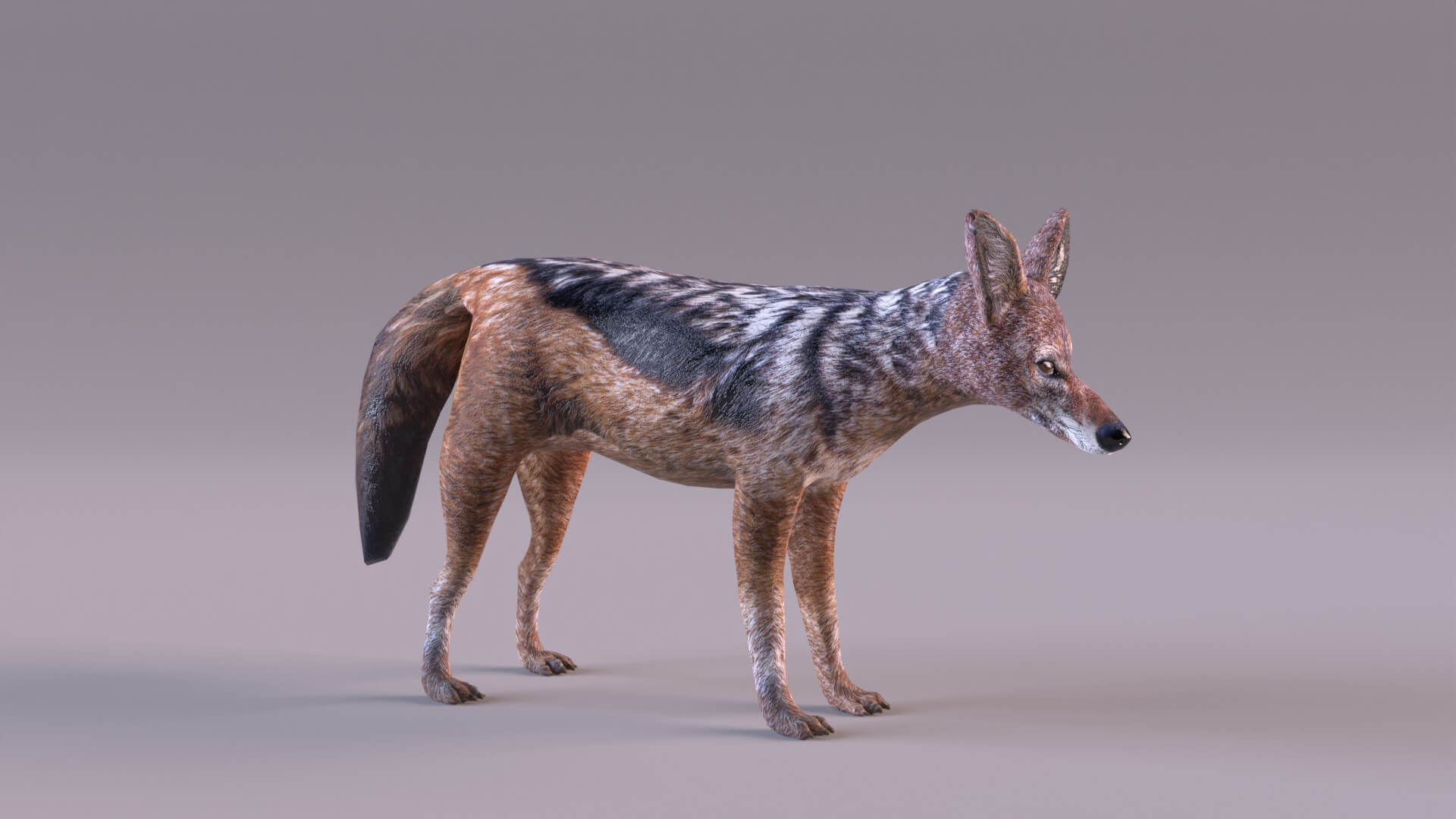 Jackal Animal - 3D Model by rmilushev