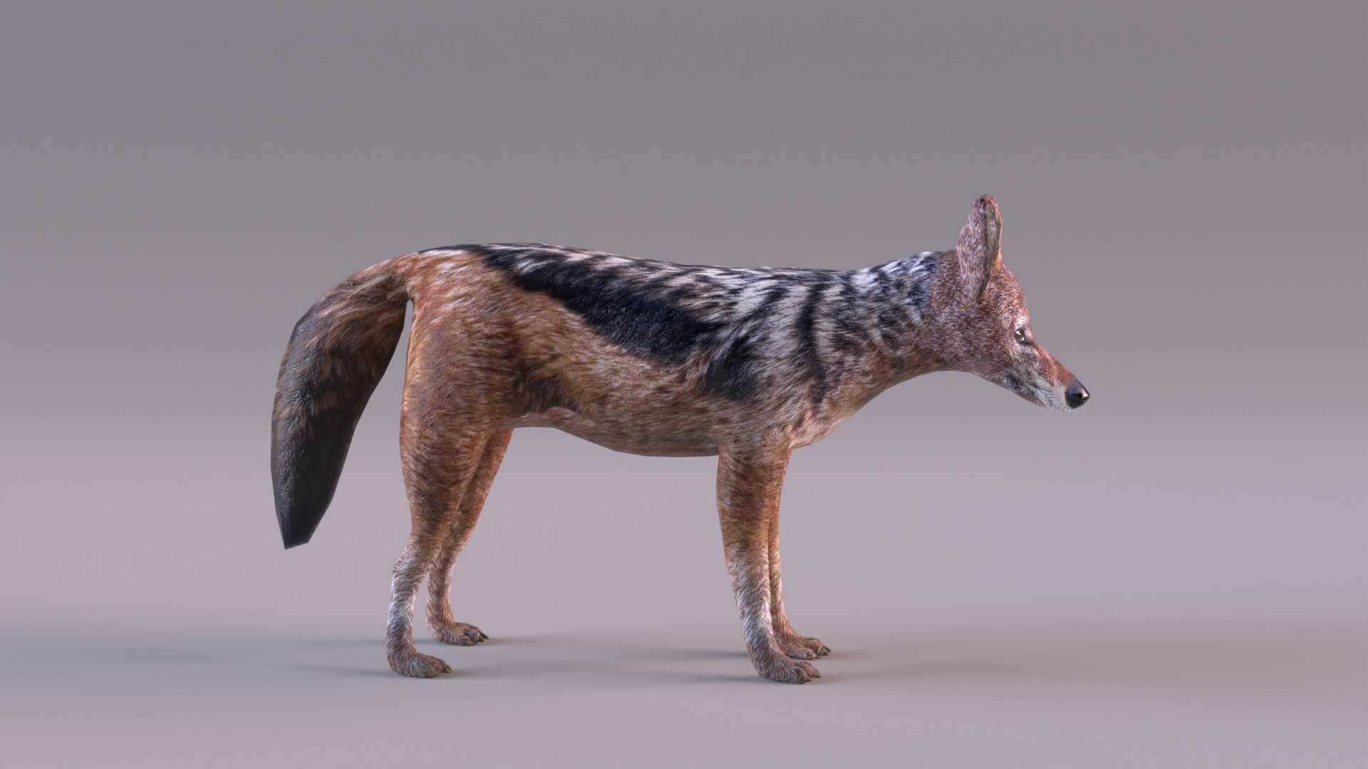 Jackal Animal - 3D Model by rmilushev