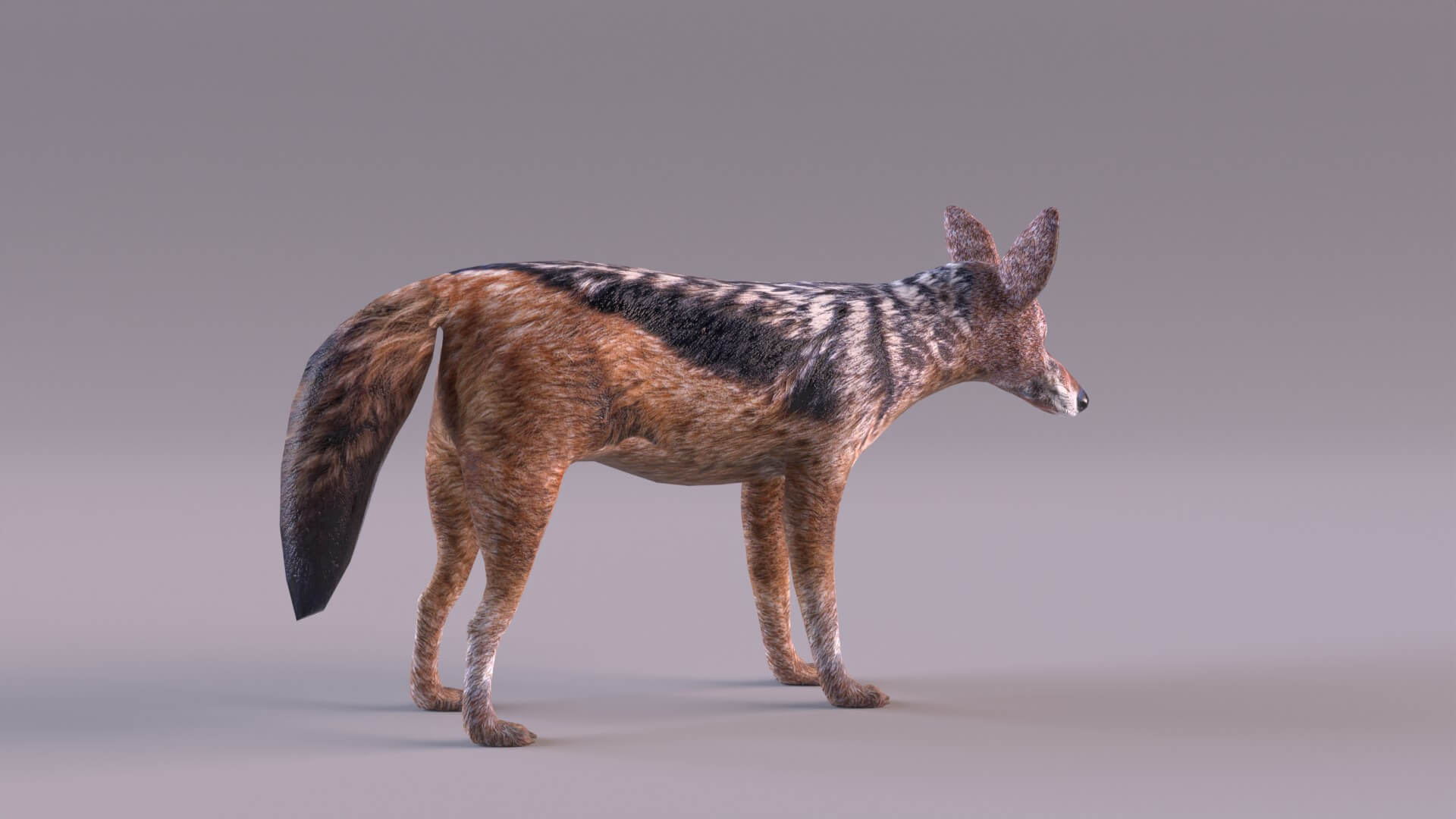 Jackal Animal - 3D Model by rmilushev