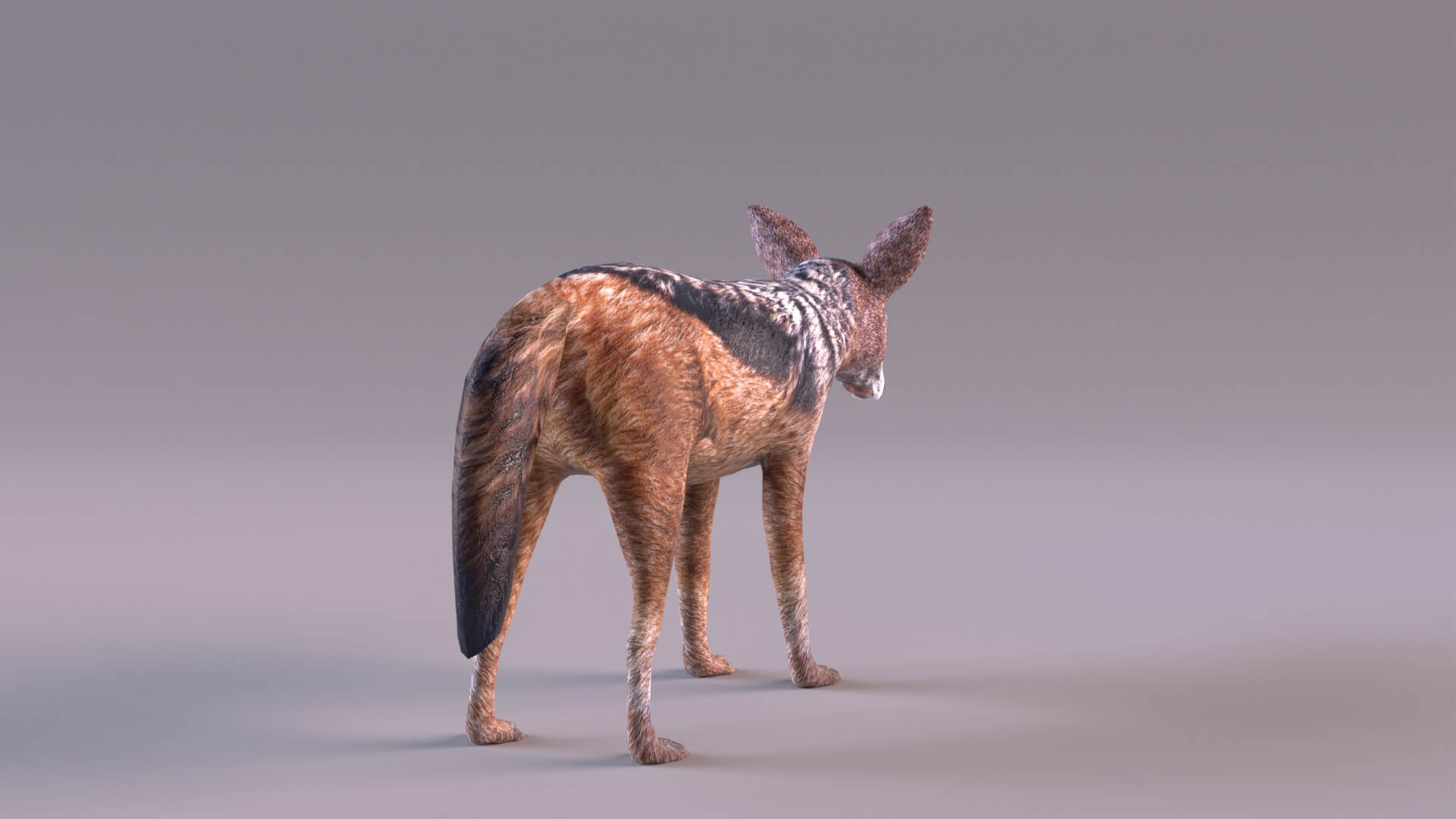 Jackal Animal - 3D Model by rmilushev