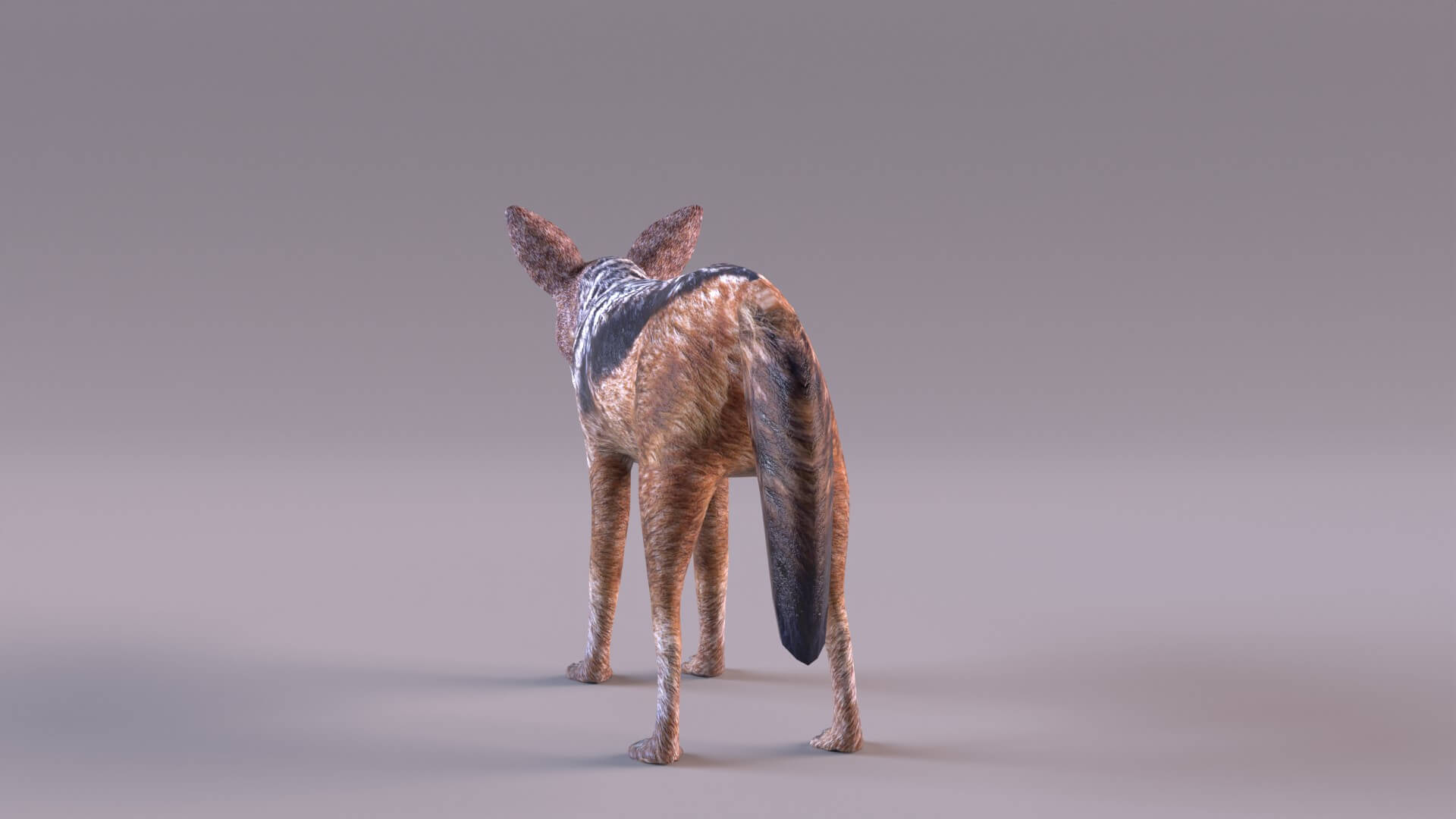 Jackal Animal - 3D Model by rmilushev