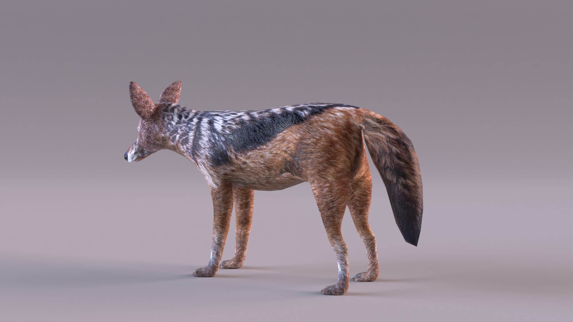 Jackal Animal - 3D Model by rmilushev